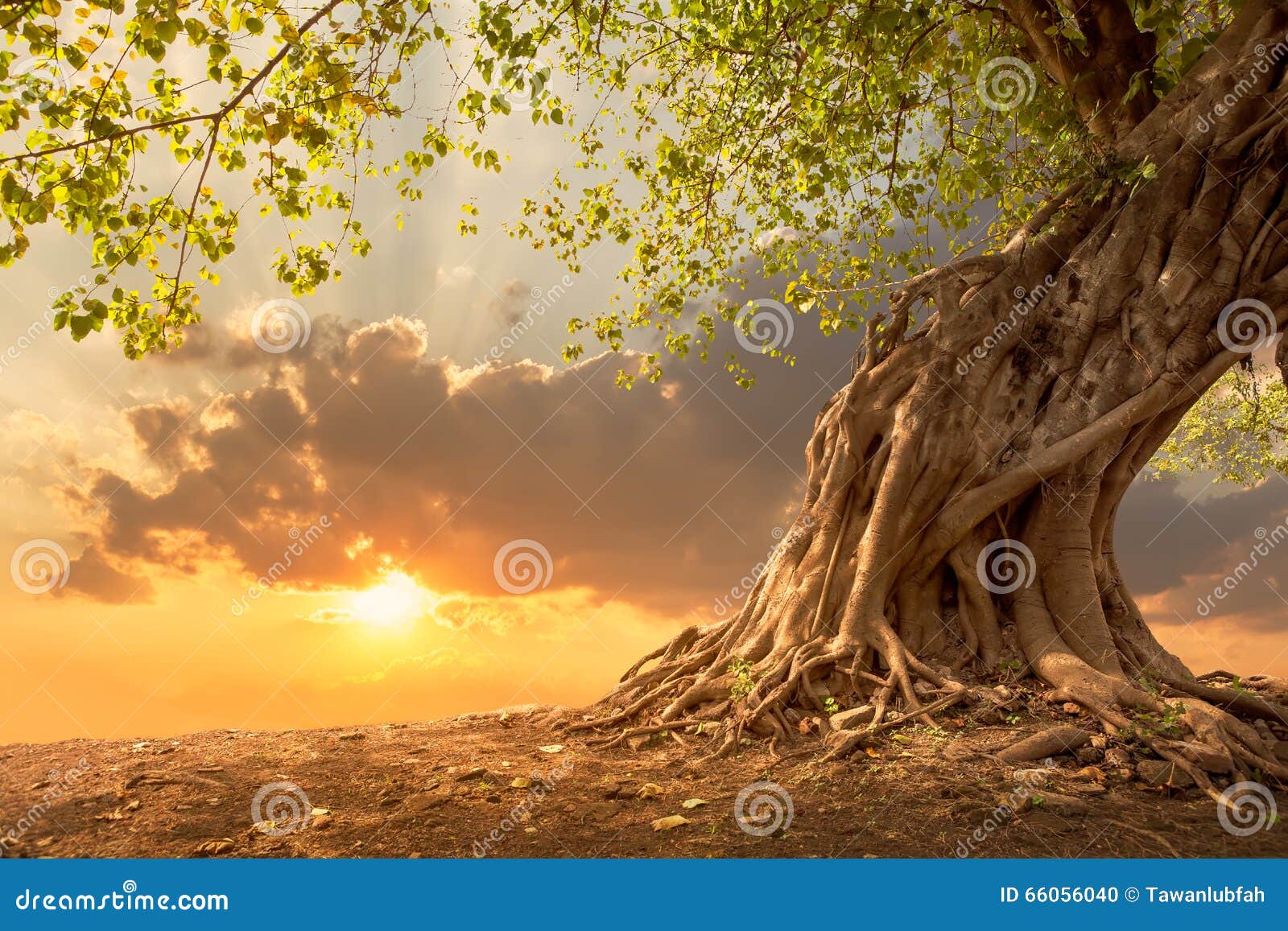 Beautiful Tree at Sunset Vibrant Orange with Free Copy Space. Stock ...
