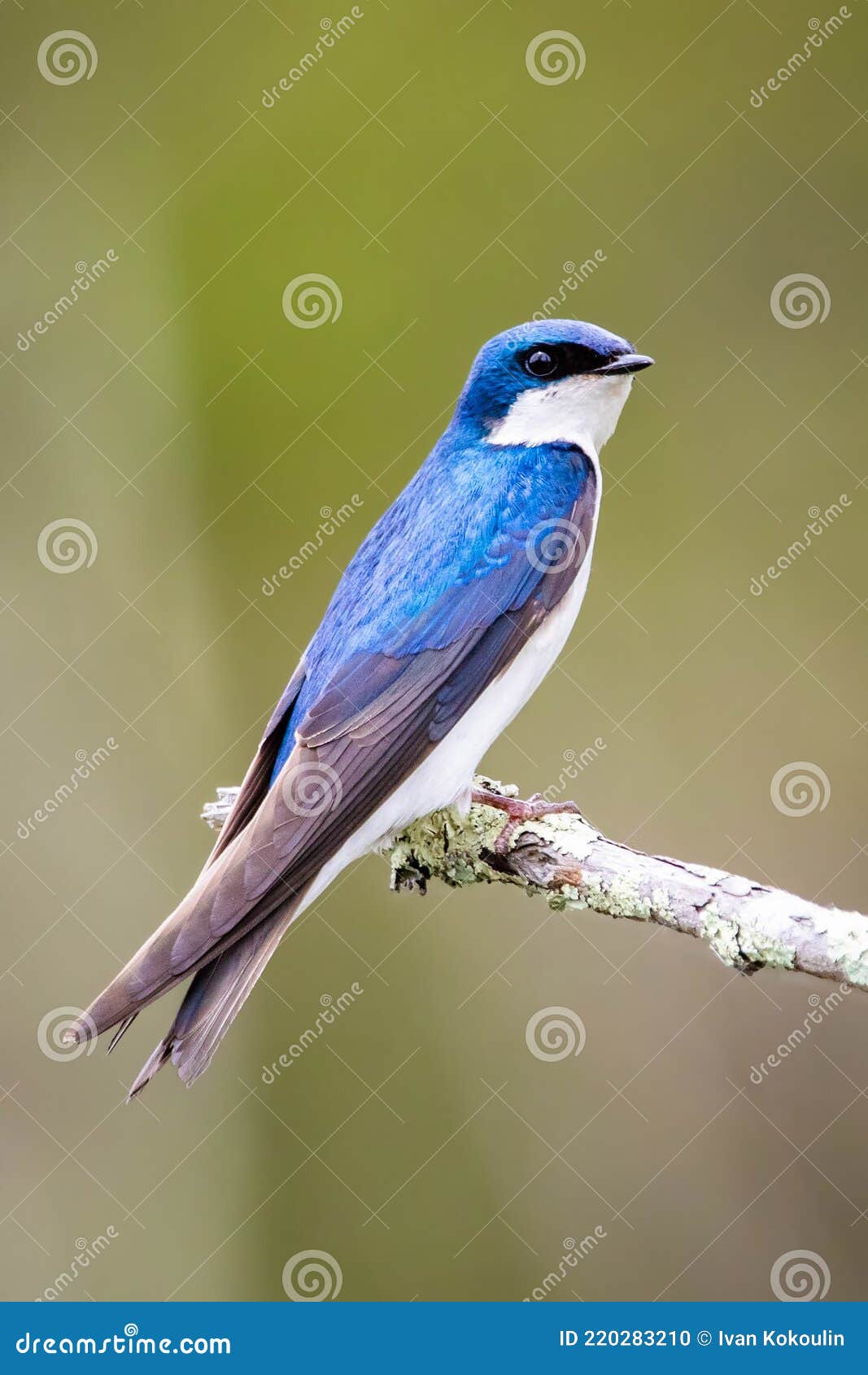 Beautiful Tree Swallow Close Up Portrait on the Tree Stock Photo ...