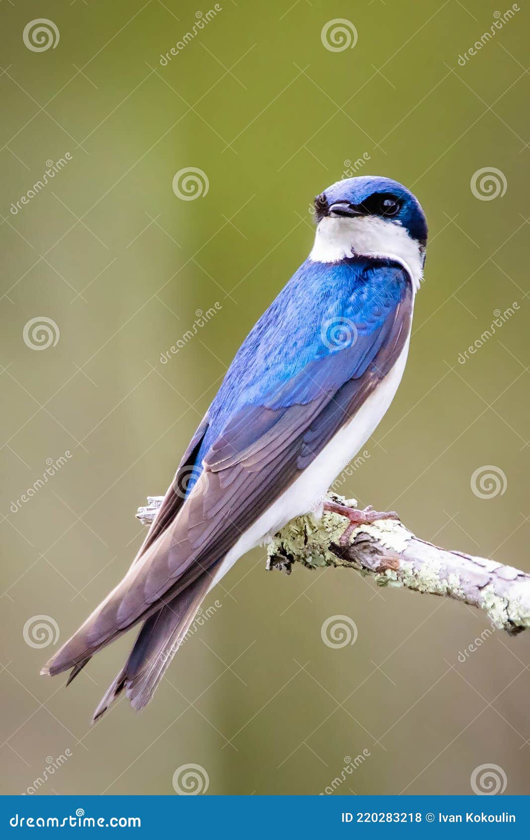 Beautiful Tree Swallow Close Up Portrait on the Tree Stock Photo ...