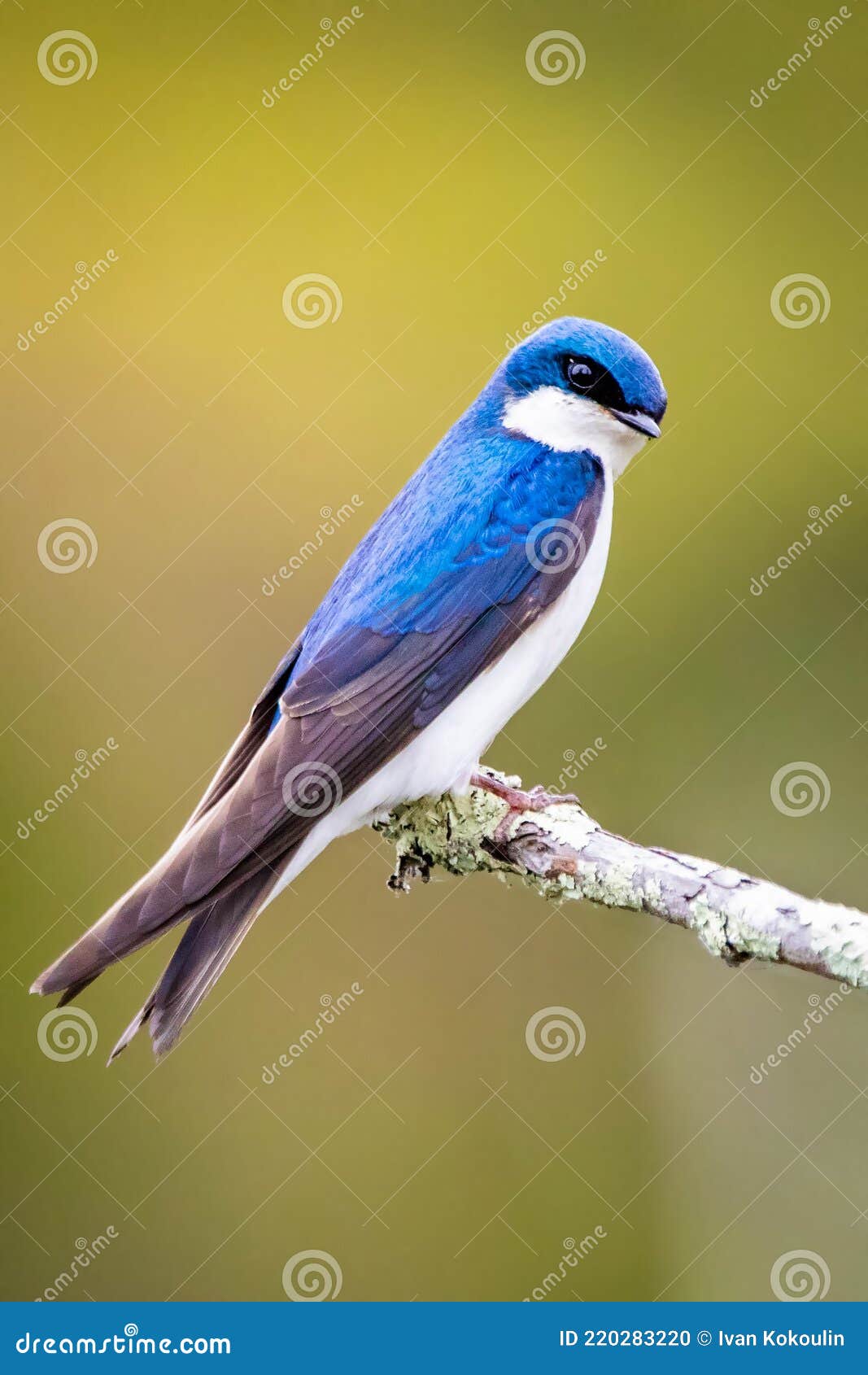 Beautiful Tree Swallow Close Up Portrait on the Tree Stock Photo ...