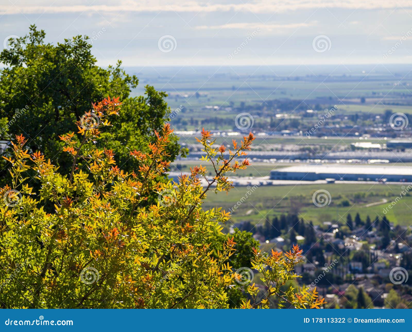 Beautiful Tree on the Top of the Hill Stock Photo - Image of nature ...