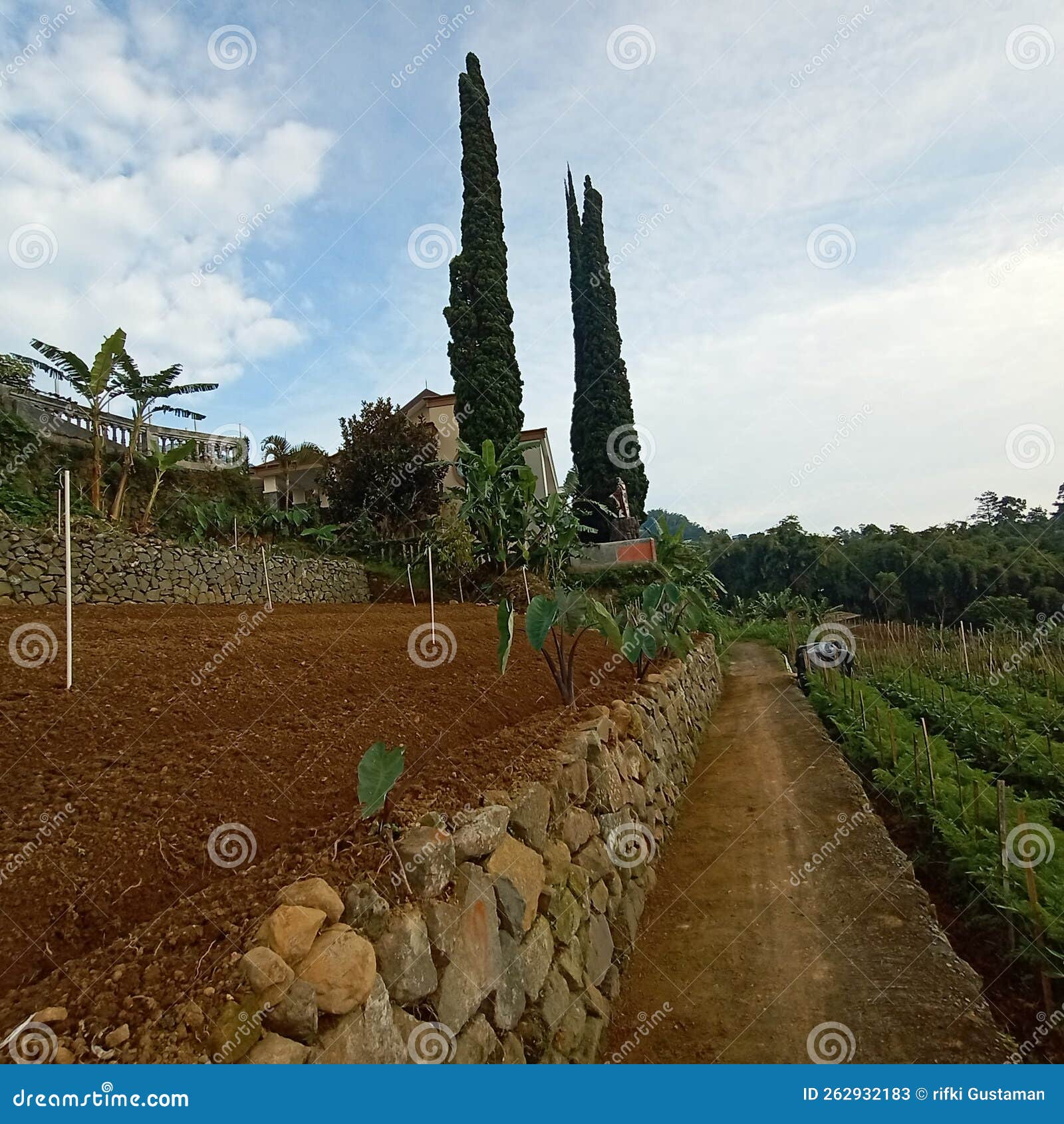 A Beautiful Tree Towering Tall and Beautiful Stock Image - Image of ...