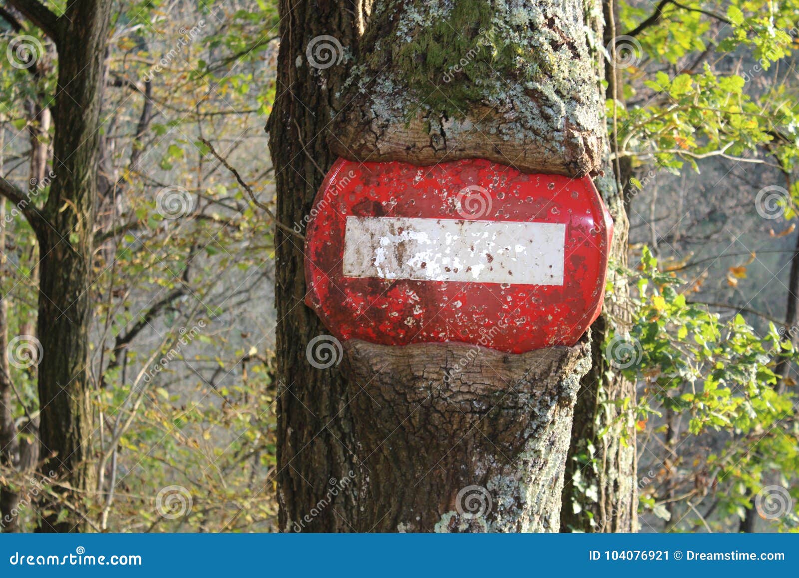 Beautiful Tree with Traffic Sign Stock Image - Image of open, sign ...
