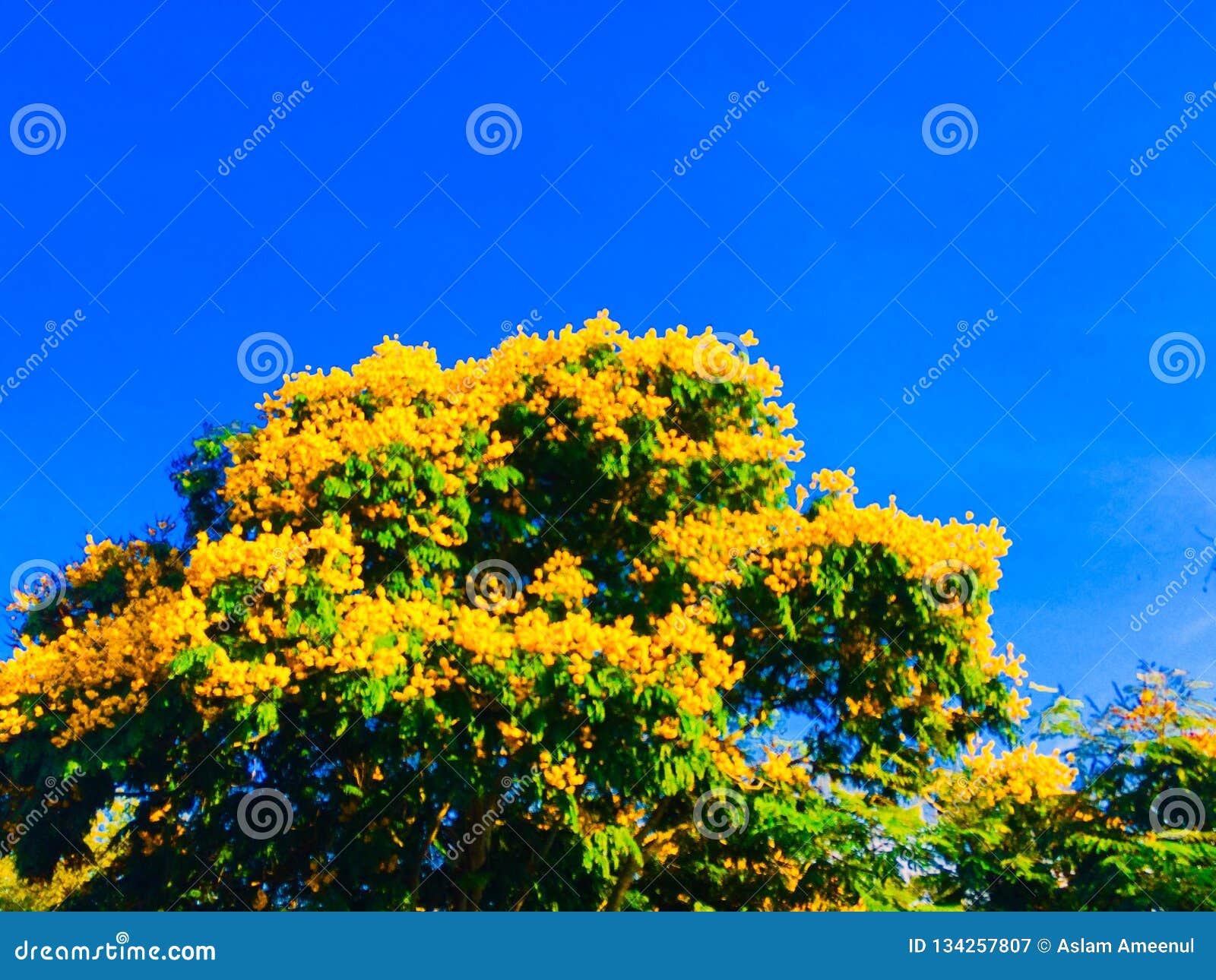 Beautiful tree stock image. Image of tree, summer, leaves - 134257807