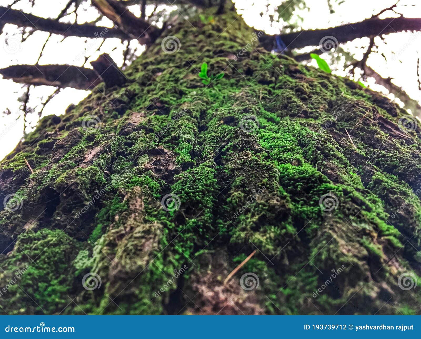 Beautiful tree stock photo. Image of longtree, leaves - 193739712