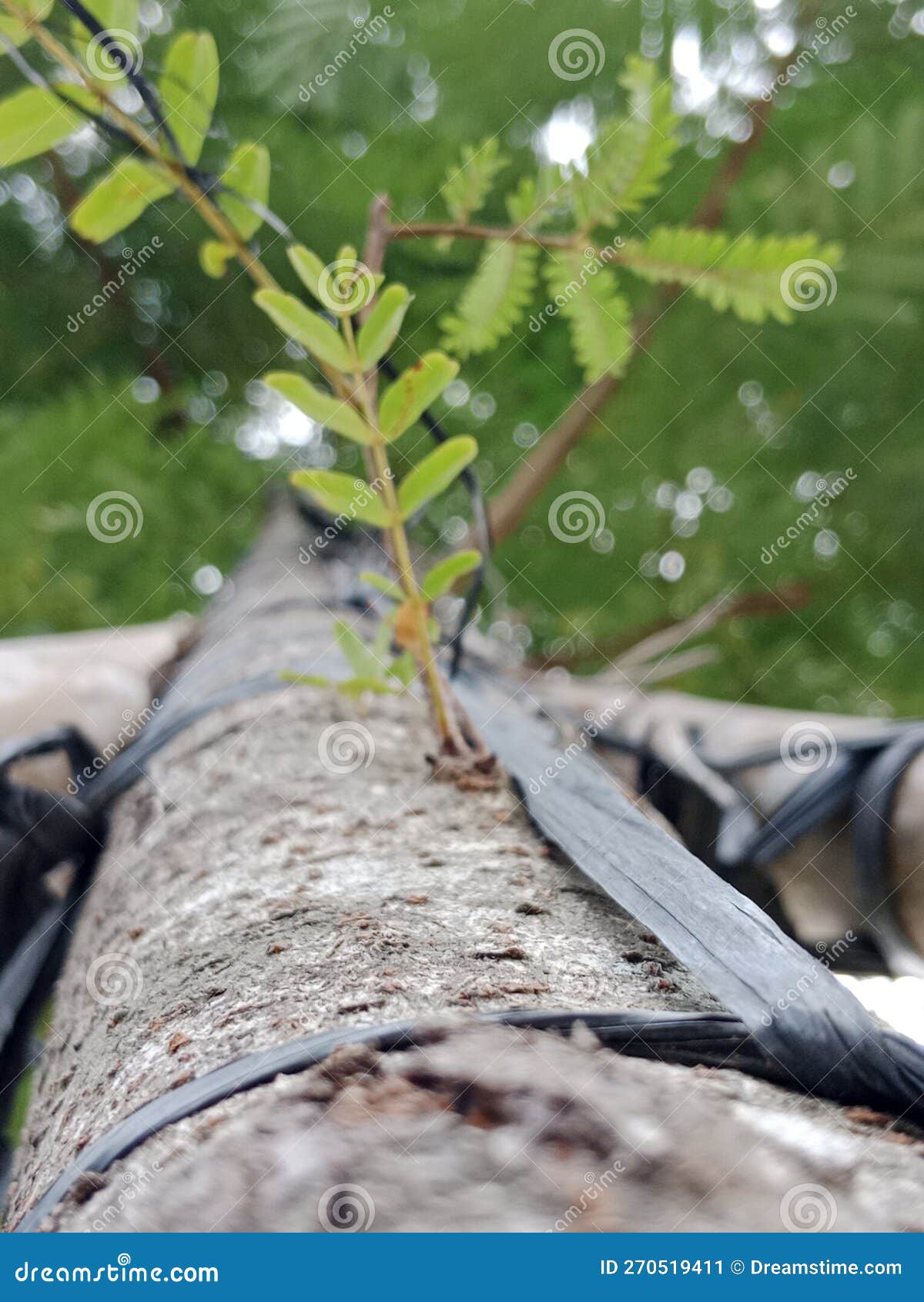 Beautiful tree trunk stock image. Image of green, branch - 270519411