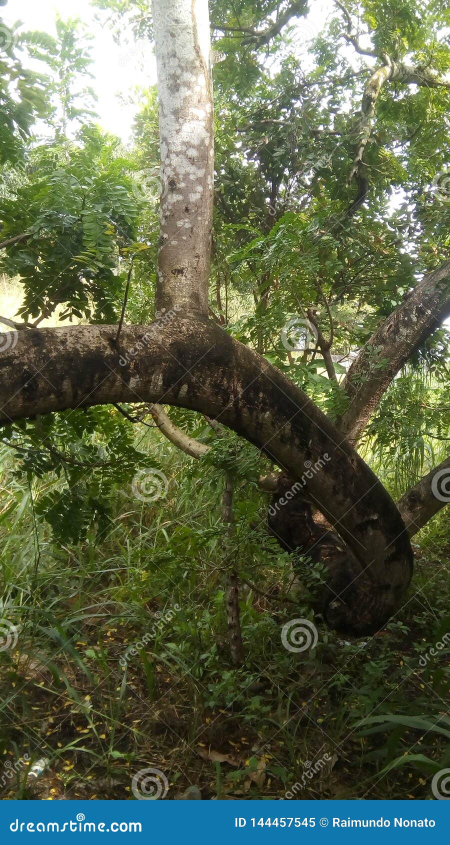 Beautiful tree trunk stock image. Image of beautiful - 144457545