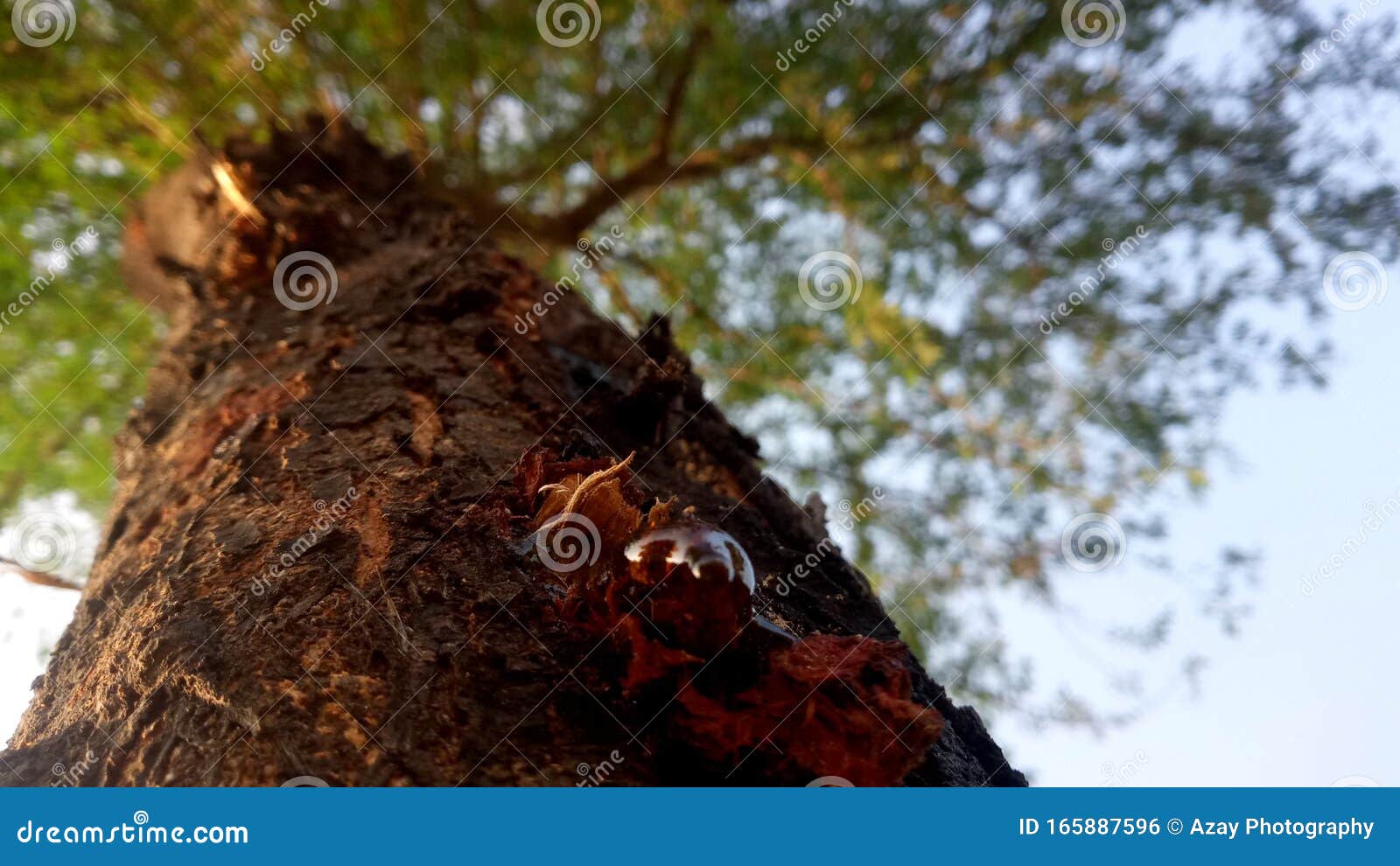 The Beautiful Tree Trunk and Branches Stock Photo - Image of beautiful ...
