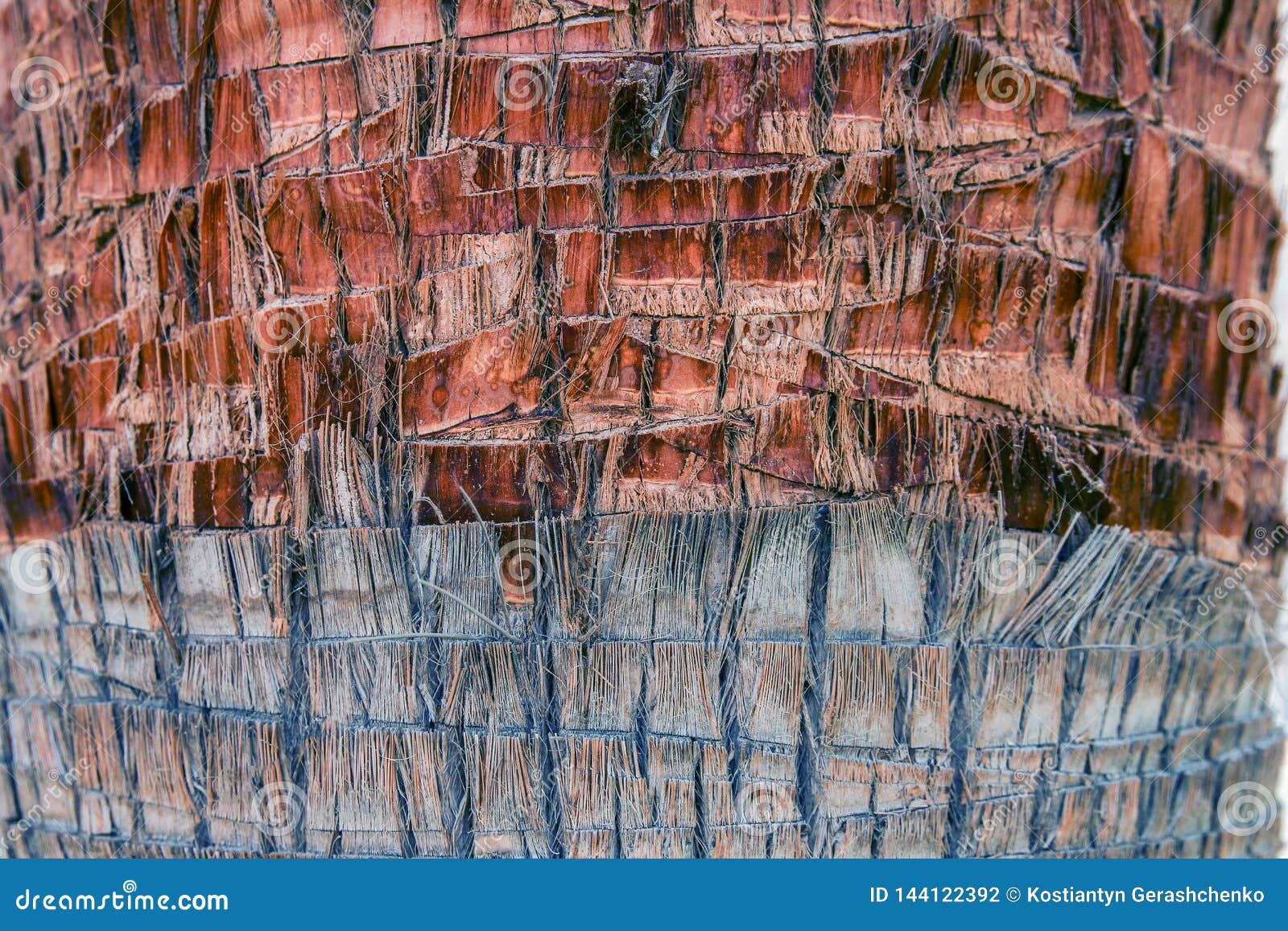 Beautiful Tree Trunk Close-up on Nature Background Stock Photo - Image ...