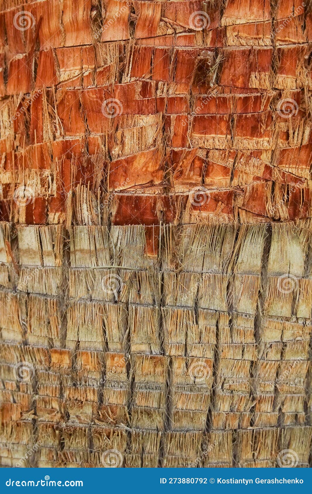Beautiful Tree Trunk Close-up on Nature Background Stock Photo - Image ...