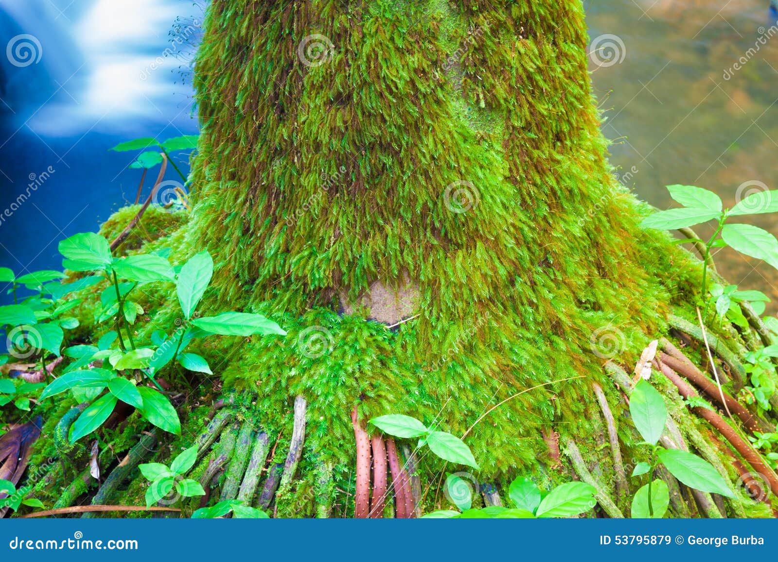Beautiful tree trunk stock image. Image of hawaii, tree - 53795879