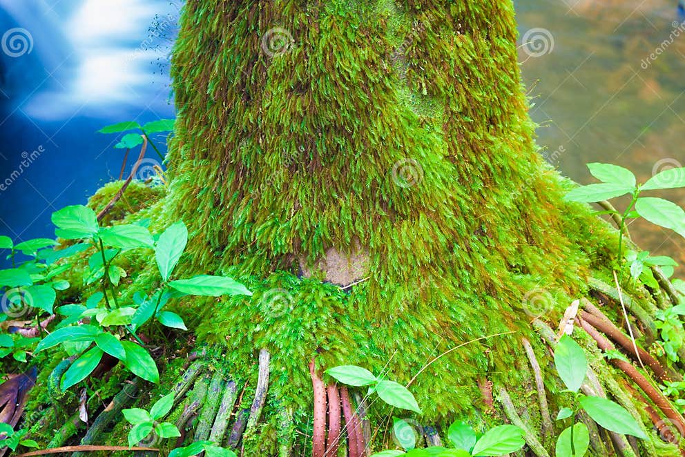 Beautiful tree trunk stock image. Image of hawaii, tree - 53795879