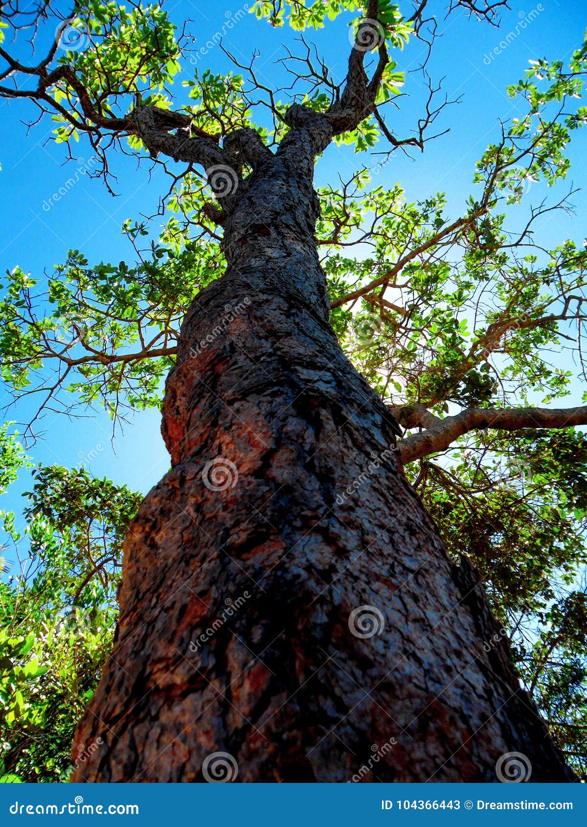 Beautiful Tree with Trunk Stately. Stock Image - Image of pillar ...