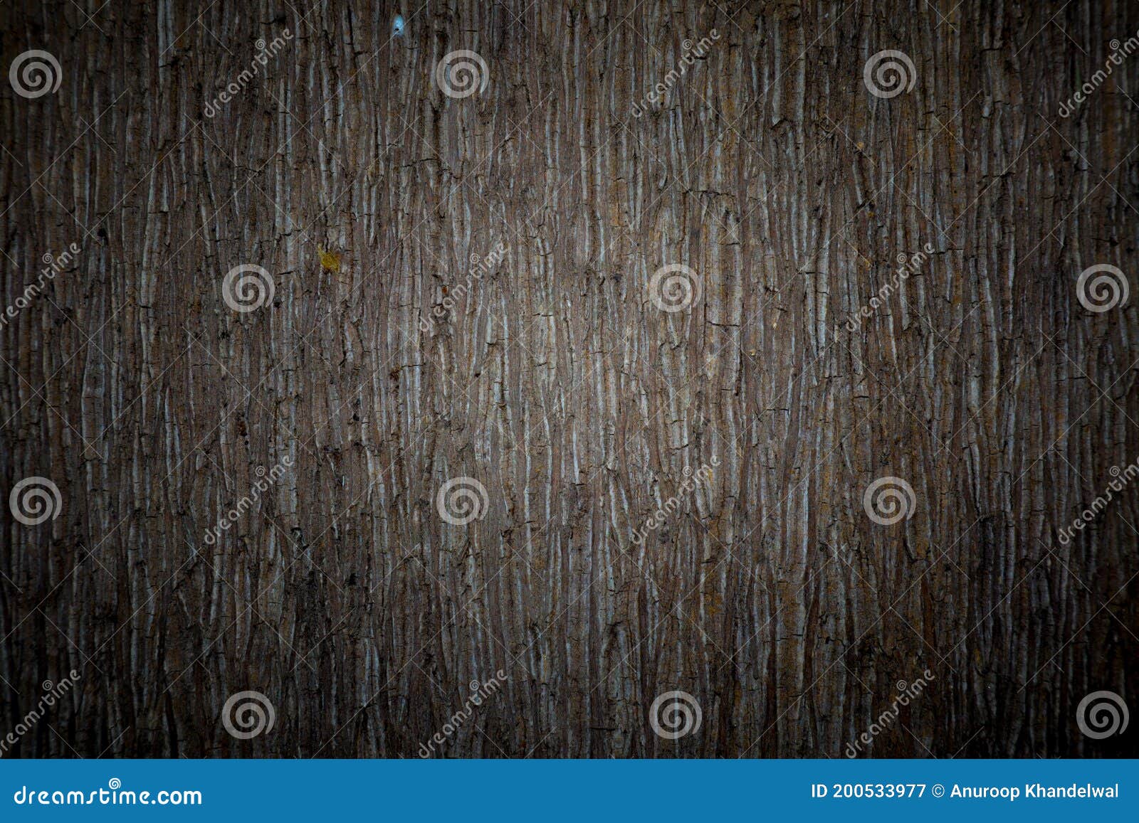 Beautiful Tree Trunk Texture for Background. Wood Pattern Stock Image ...