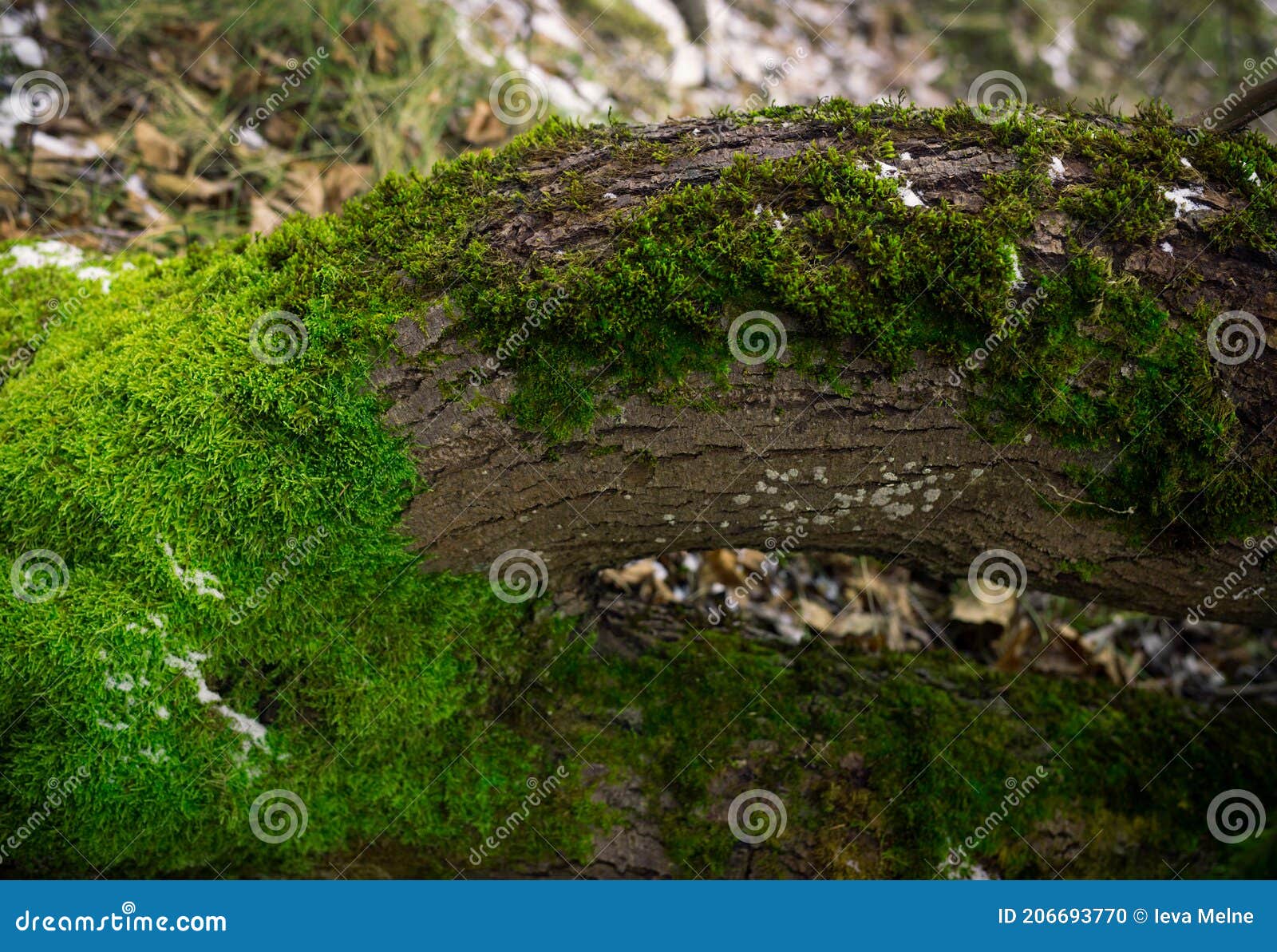 Tree with moss stock photo. Image of enchanted, imagine - 206693770