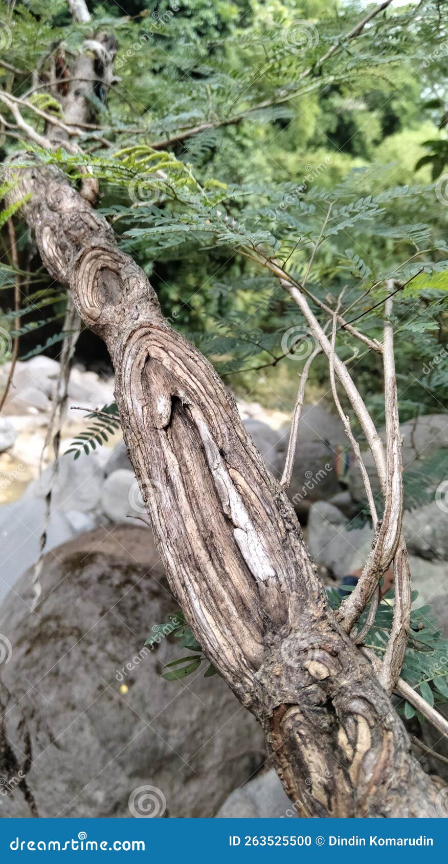 Beatiful Tree Trunk River Stock Photos - Free & Royalty-Free Stock ...