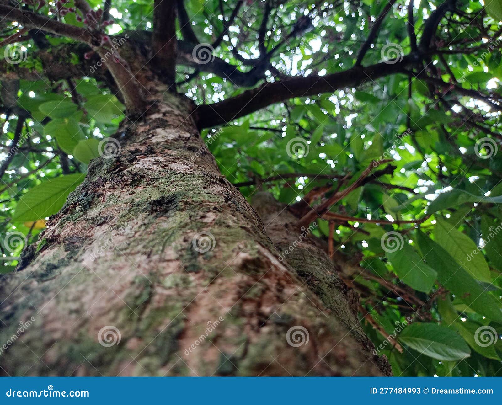 Beautiful Tree Trunks Seen from Below and Up Close with Half Blur ...