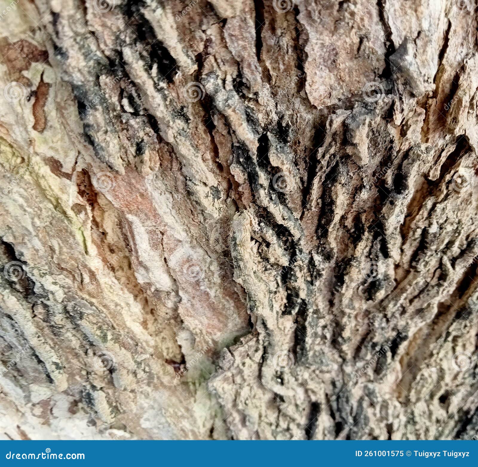 Beautiful Tree Trunx Texture Made Naturally Stock Image - Image of ...
