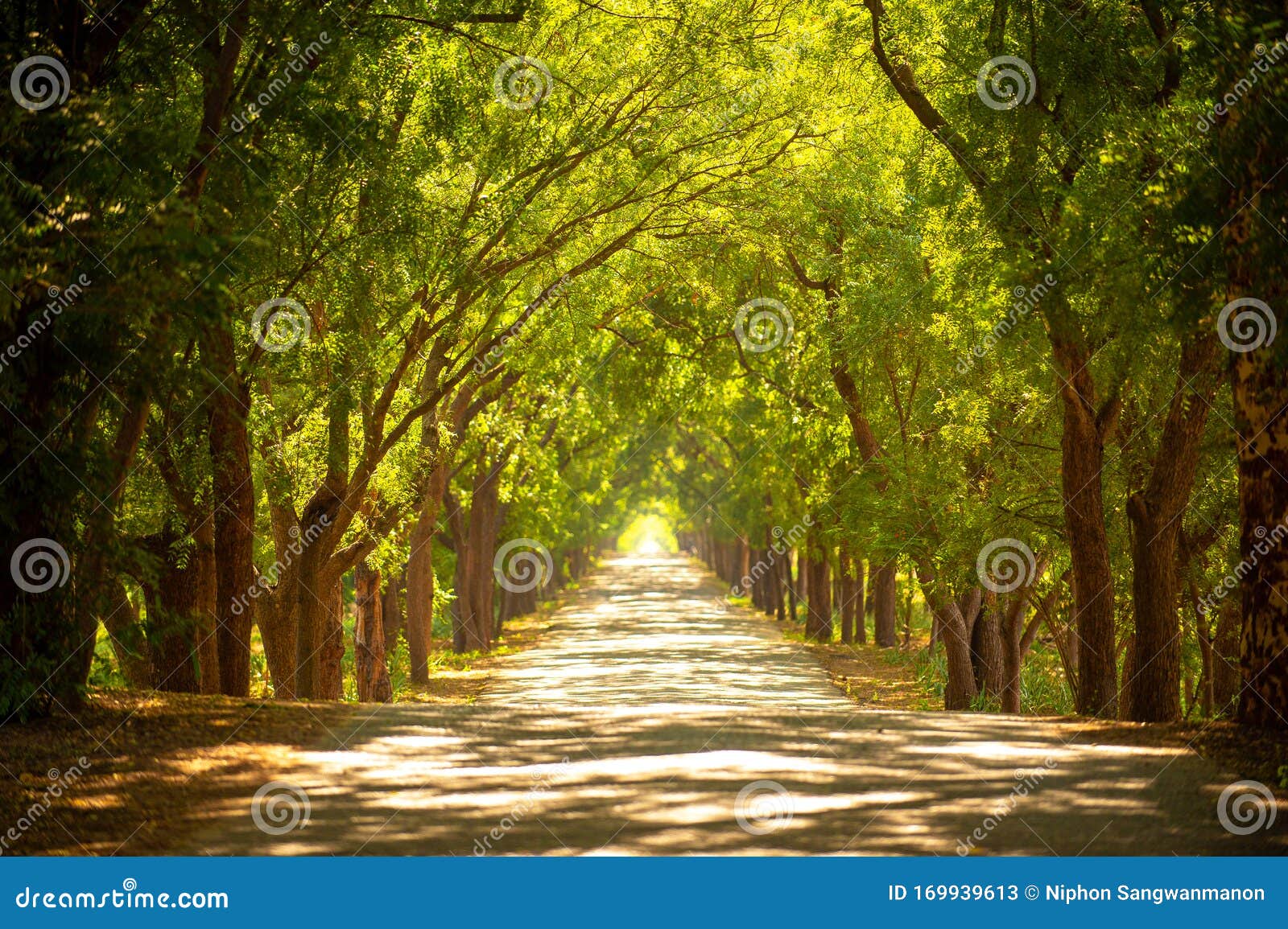 Long Straight Road and Tree Tunnel Green in the Daytime Stock Image ...