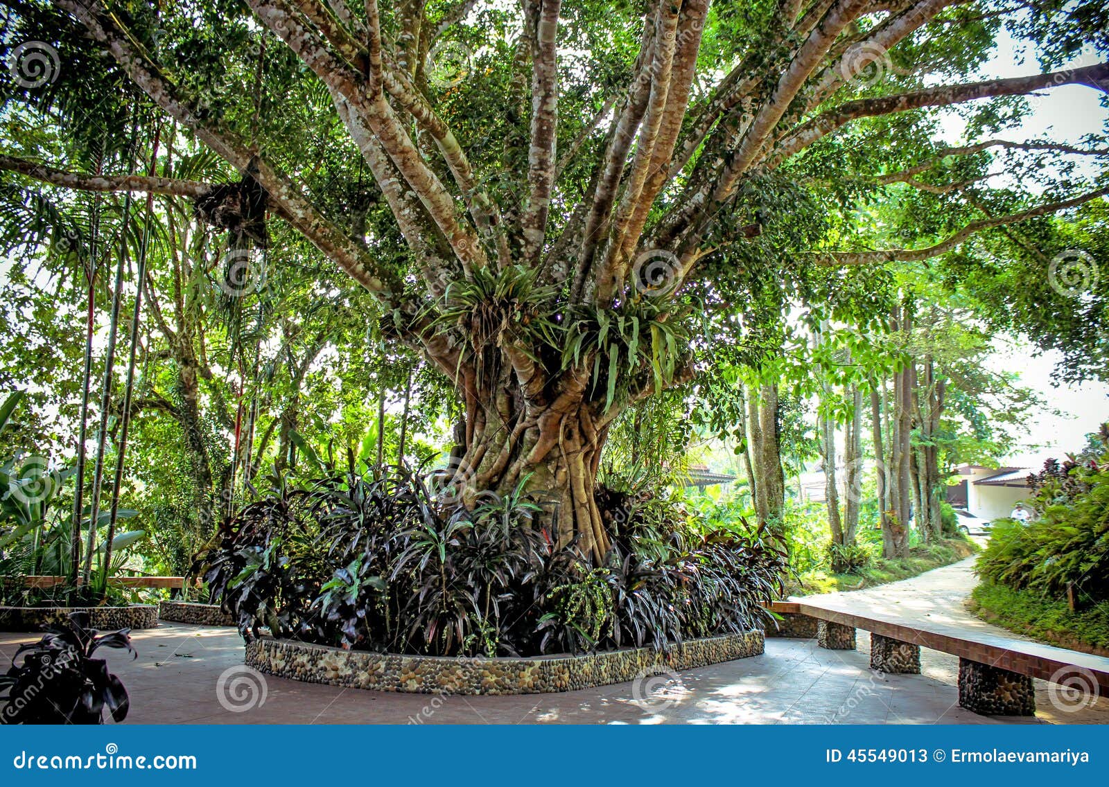 Beautiful Tree with Twisting Roots. Stock Image - Image of rain, globe ...