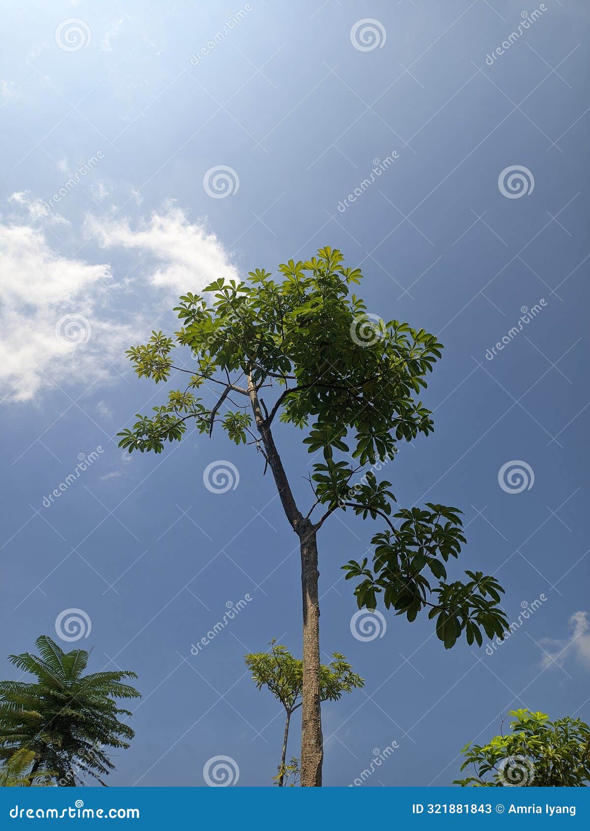 Beautiful Tree Under the Hot Sun Stock Image - Image of nature, tree ...