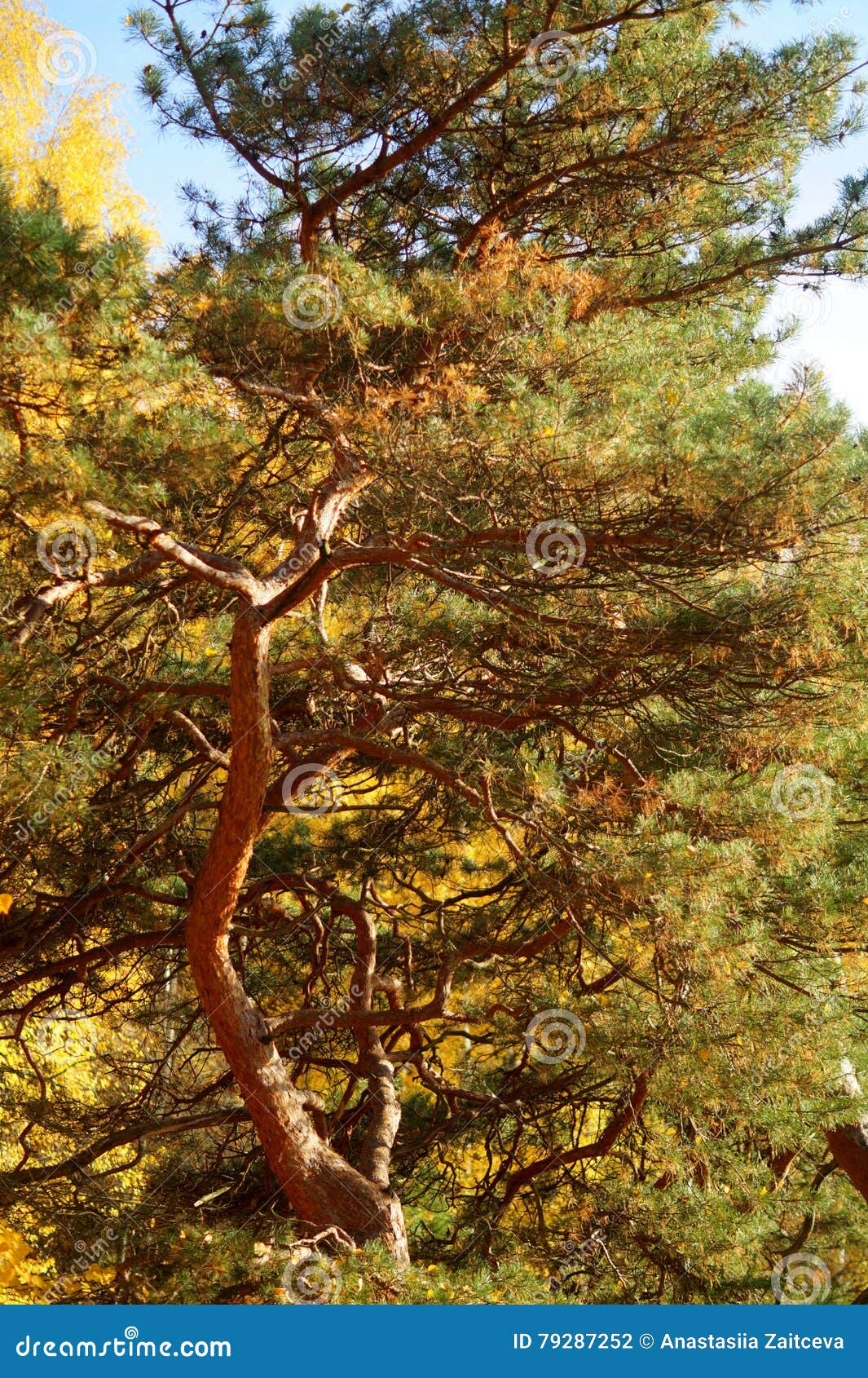 Beautiful tree stock photo. Image of pinebranches, larch - 79287252