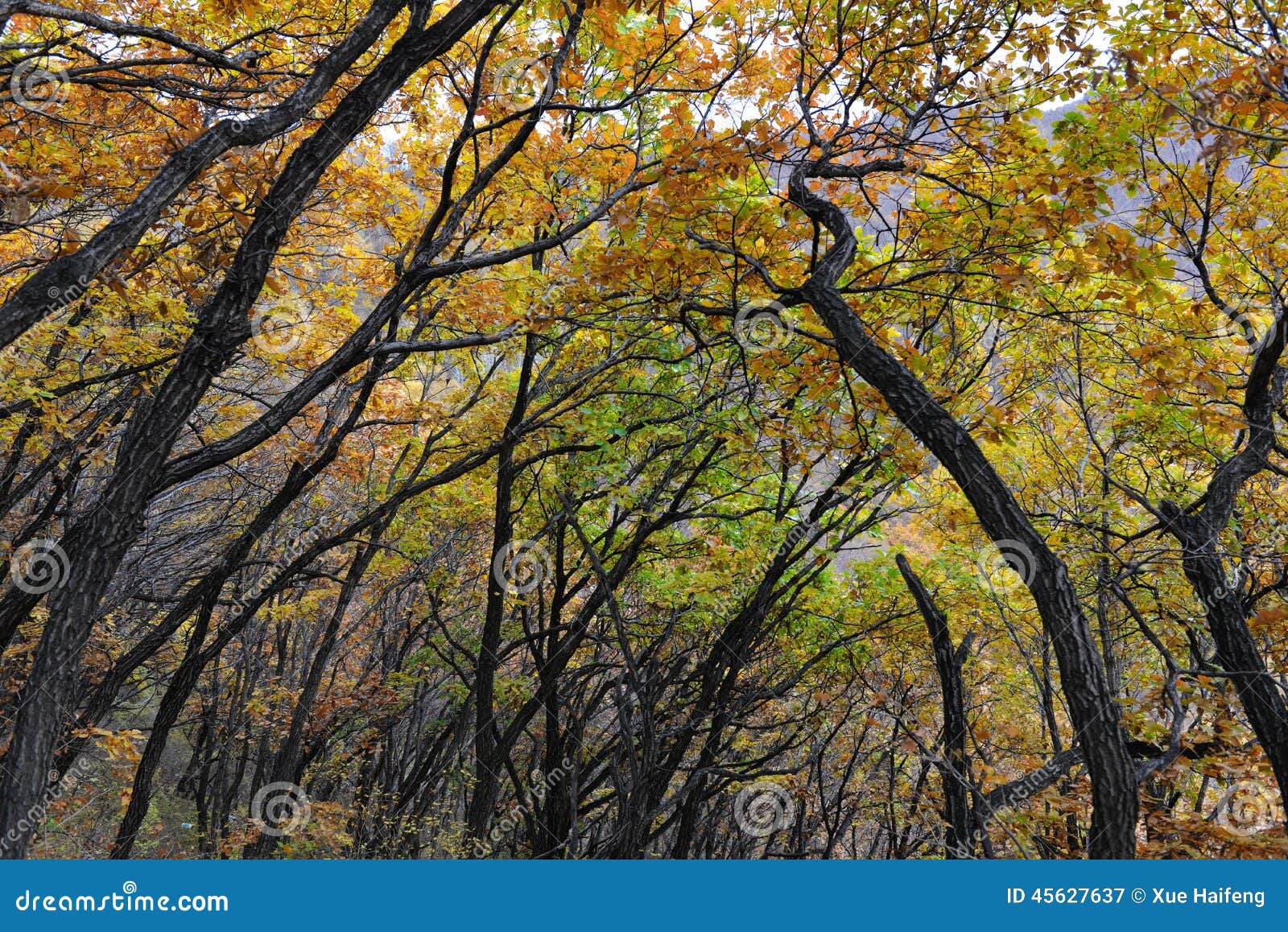 Beautiful tree stock image. Image of tree, yellow, forest - 45627637