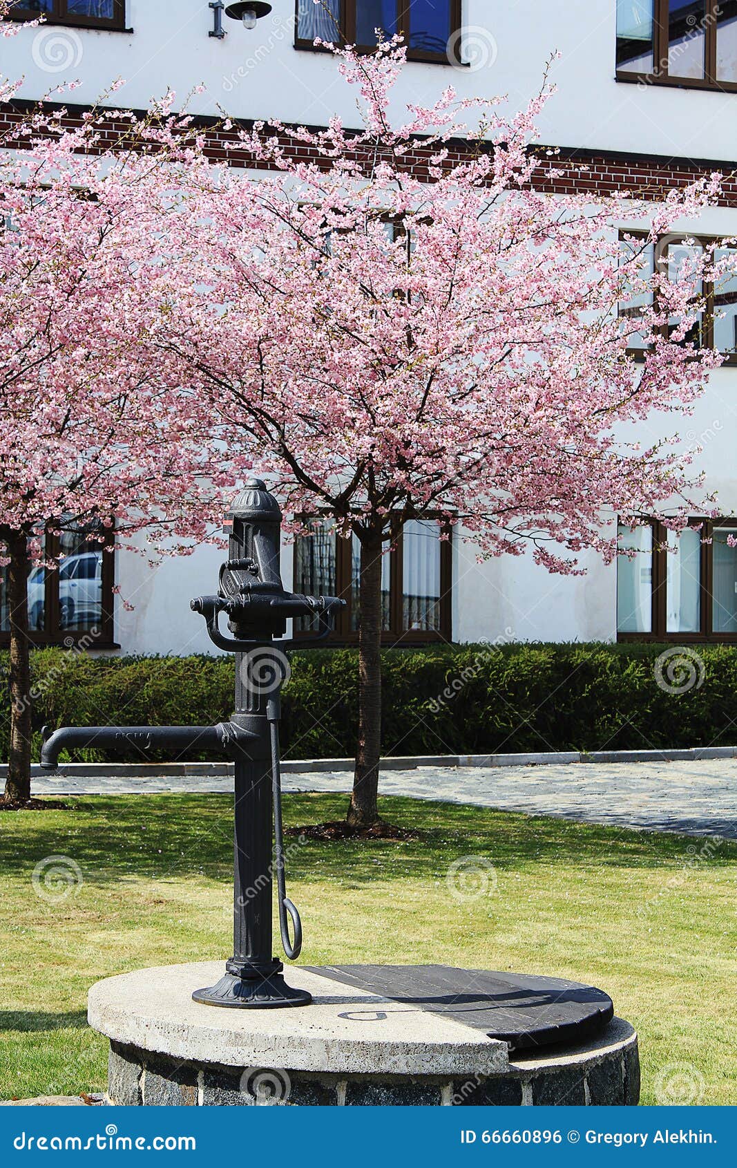 Beautiful tree. stock photo. Image of pink, plant, leaves - 66660896