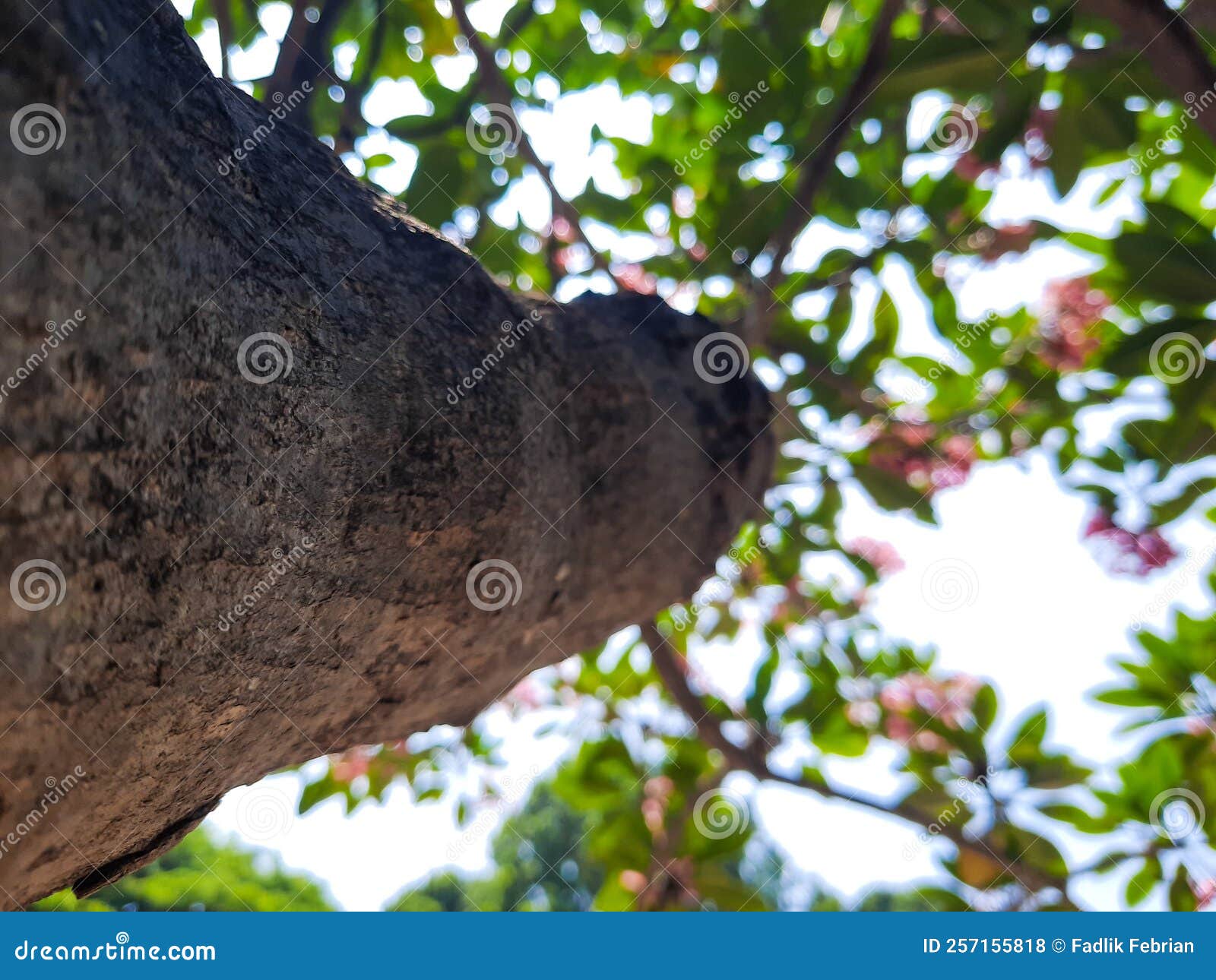 Beautiful Tree View from Below Looking Up Stock Photo - Image of park ...