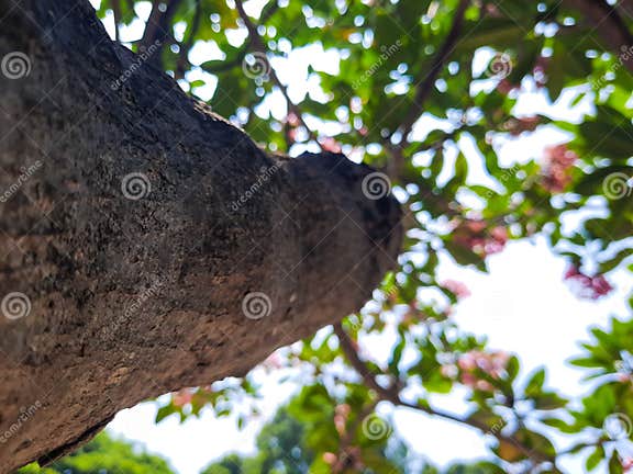 Beautiful Tree View from Below Looking Up Stock Photo - Image of park ...