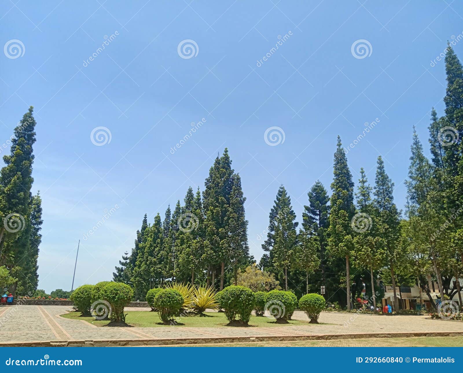 Beautiful Tree View on a Clear Day Stock Photo - Image of view, clear ...