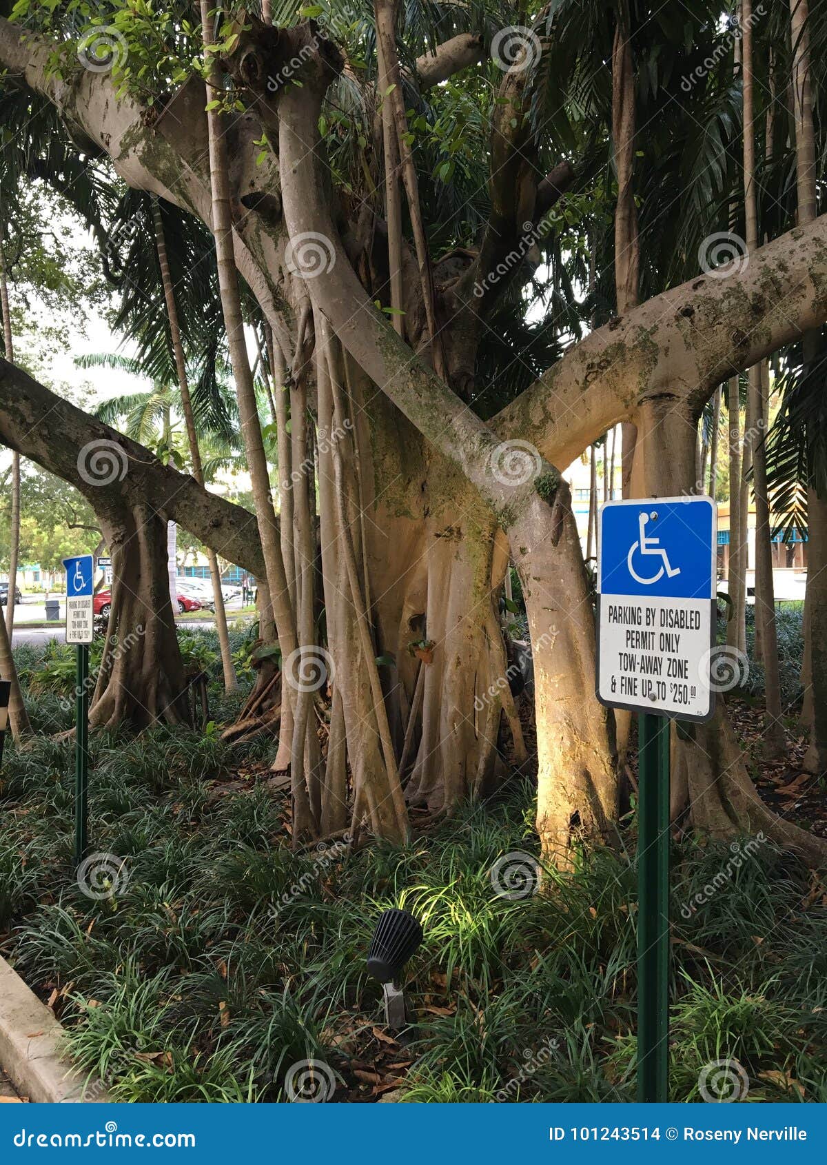 Overgrown tree with vine stock photo. Image of tree - 101243514