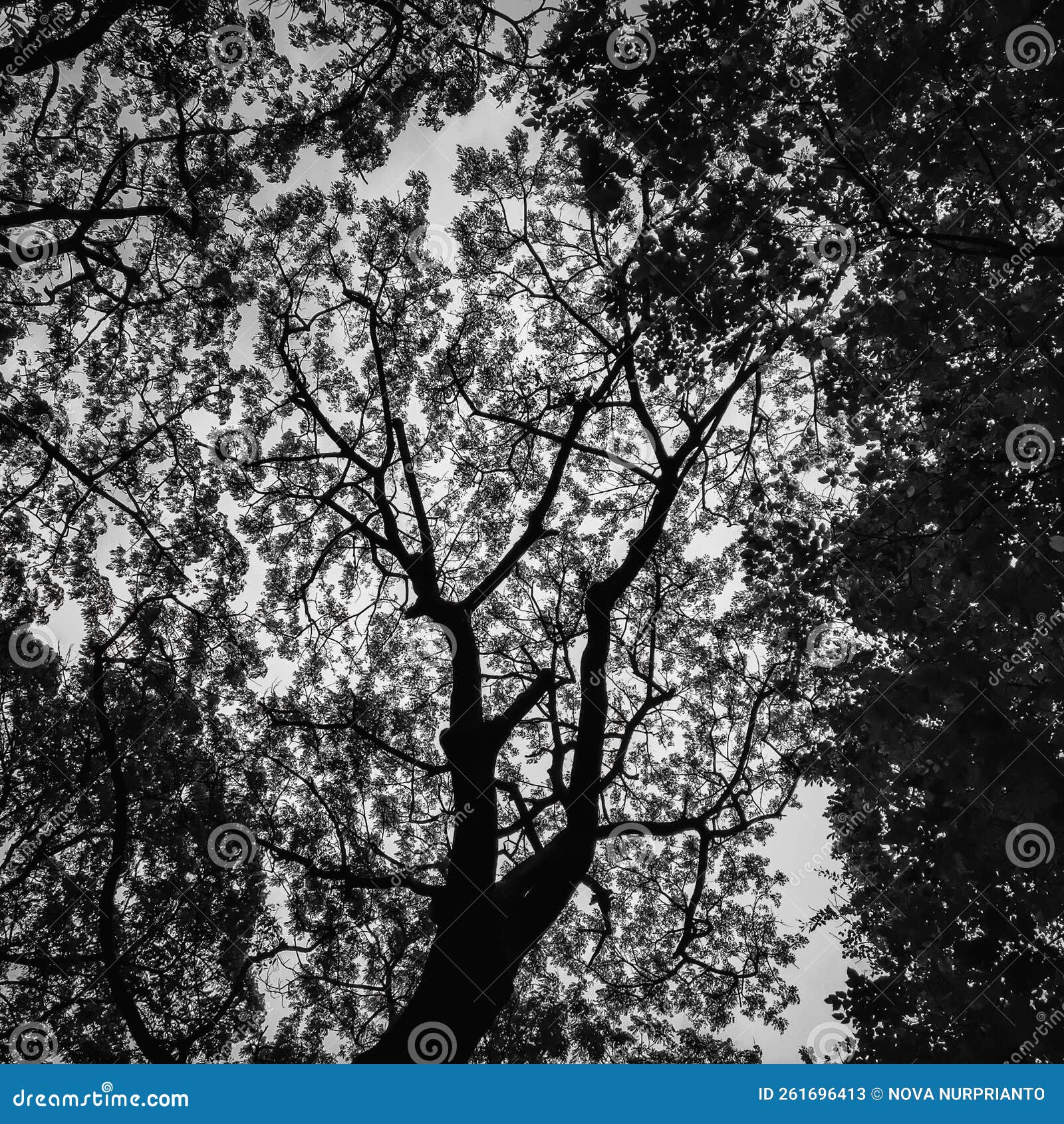 Beautiful Tree Visible from Below Stock Image - Image of forest ...