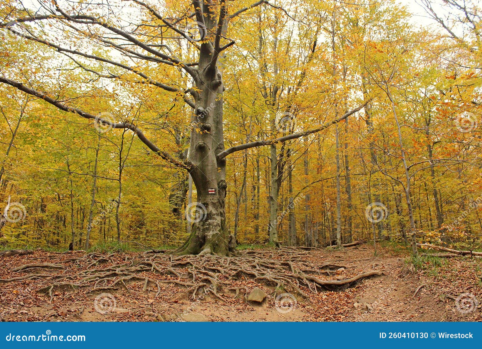 Beautiful Tree with Visible Roots in a Forest in Autumn Stock Photo ...
