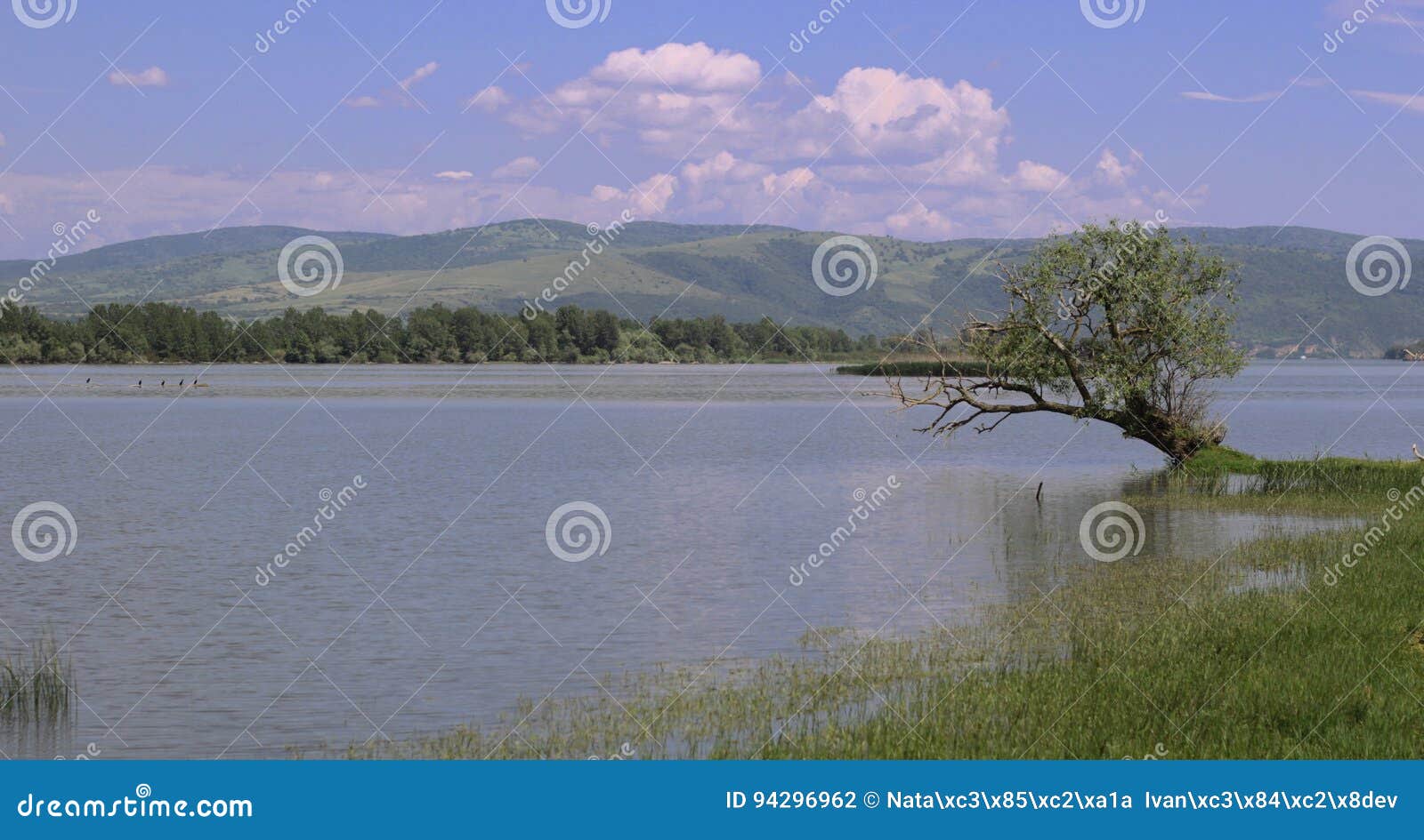 Beautiful Tree by the Water Stock Photo - Image of forest, amazing ...