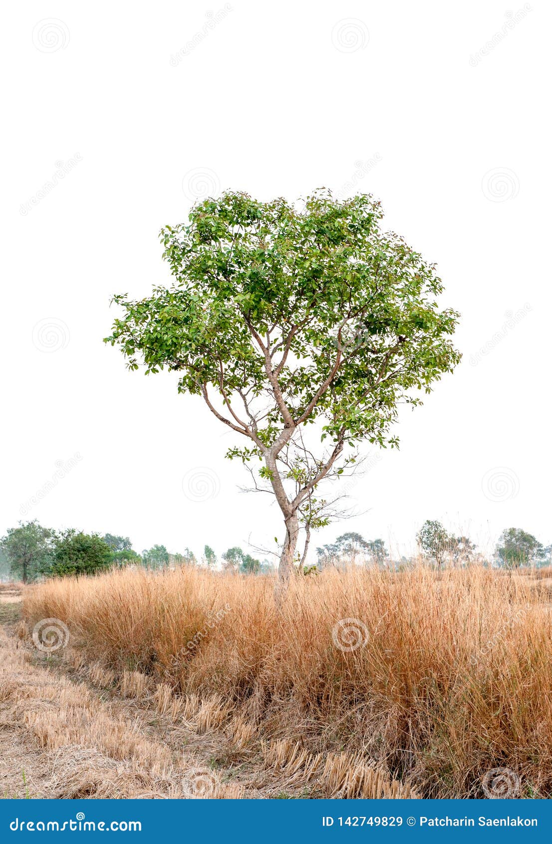 Beautiful Tree on a White Background Natural Concept Stock Image ...