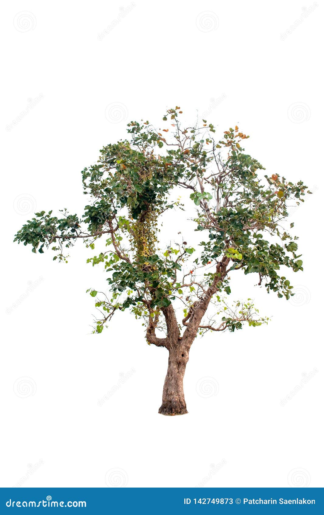 Beautiful Tree on a White Background Natural Concept Stock Image ...