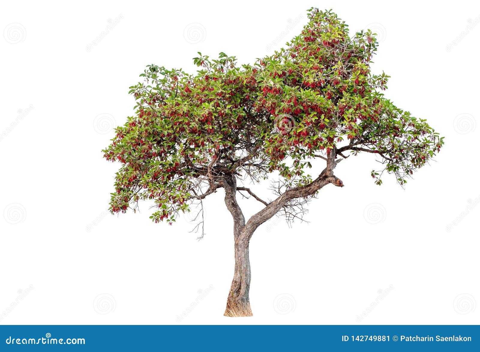 Beautiful Tree on a White Background Natural Concept Stock Image ...