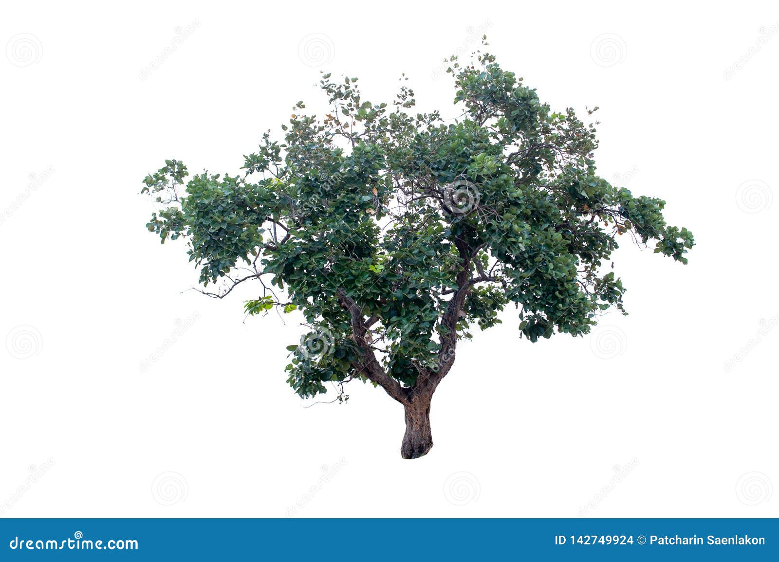 Beautiful Tree on a White Background Natural Concept Stock Photo ...