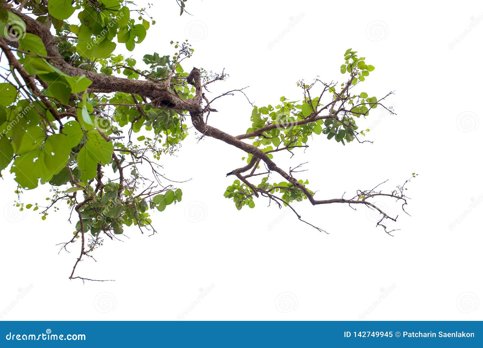 Beautiful Tree on a White Background Natural Concept Stock Image ...