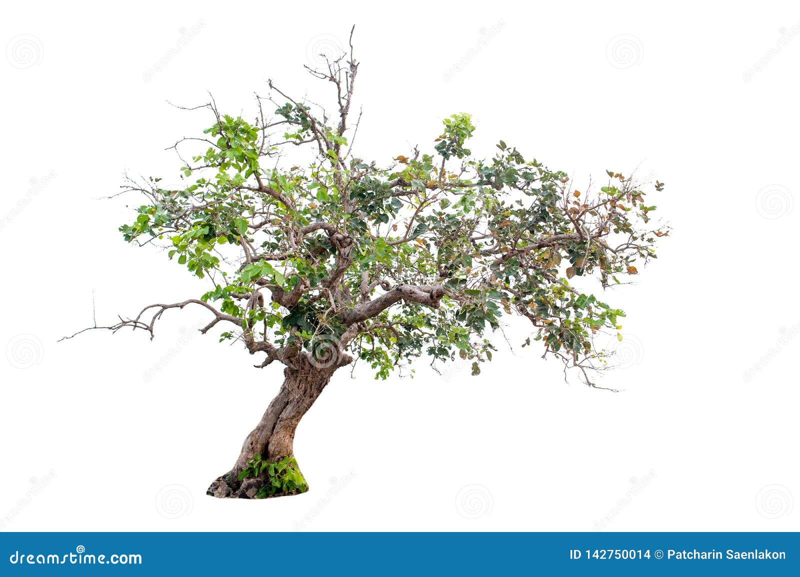 Beautiful Tree on a White Background Natural Concept Stock Photo ...