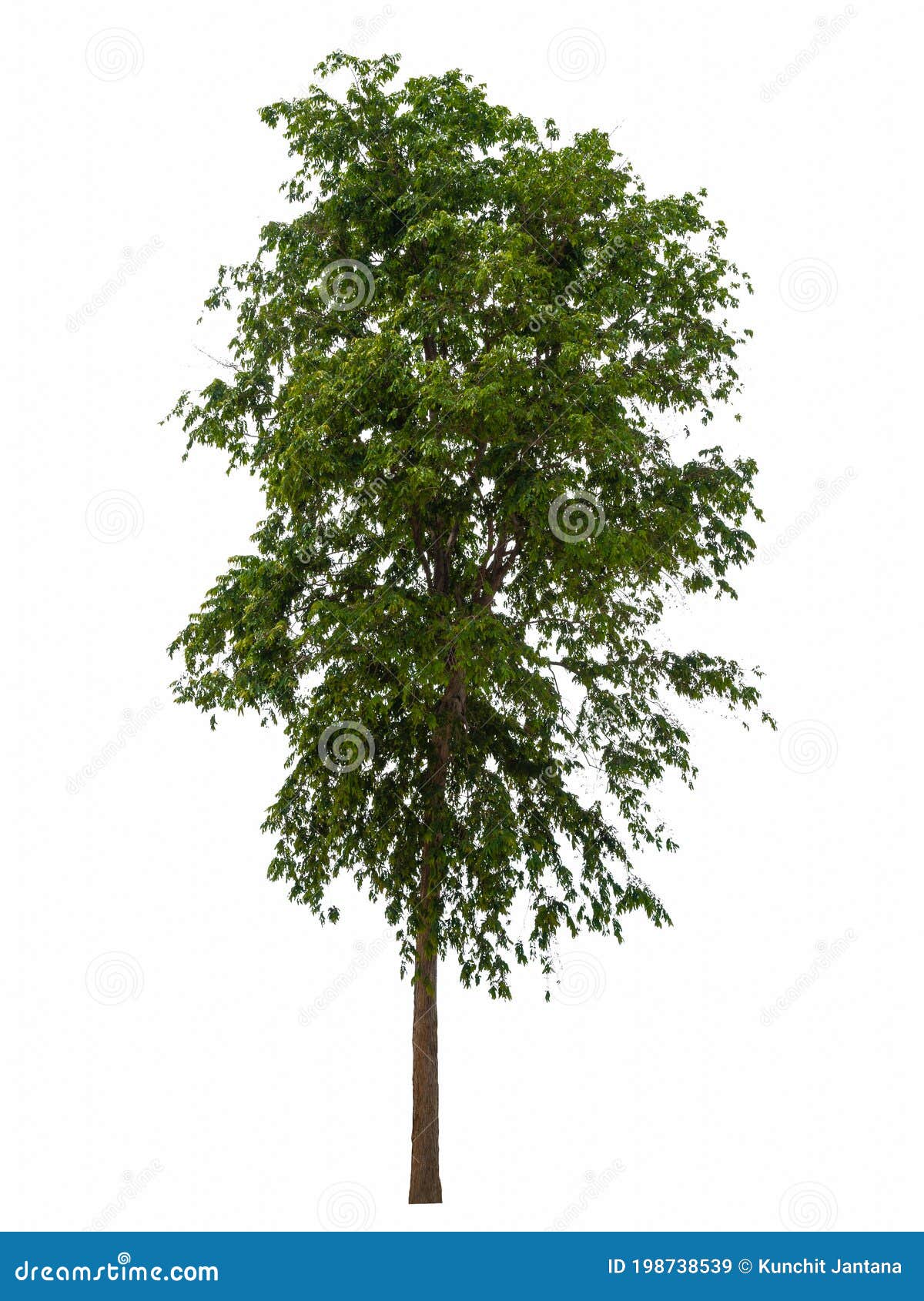 Beautiful Tree on a White Background Stock Image - Image of botanical ...