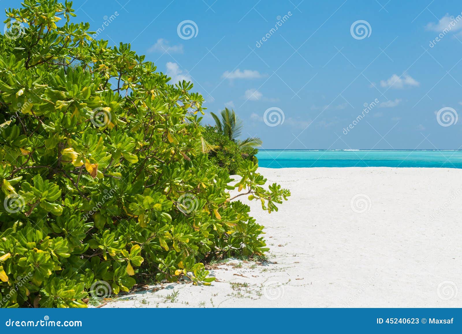Beautiful Tree on the White Beach and Ocean View Stock Image - Image of ...
