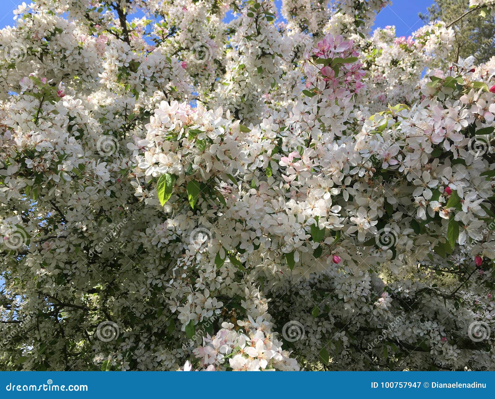 Beautiful Tree with White Flowers, in the Spring Stock Image - Image of ...