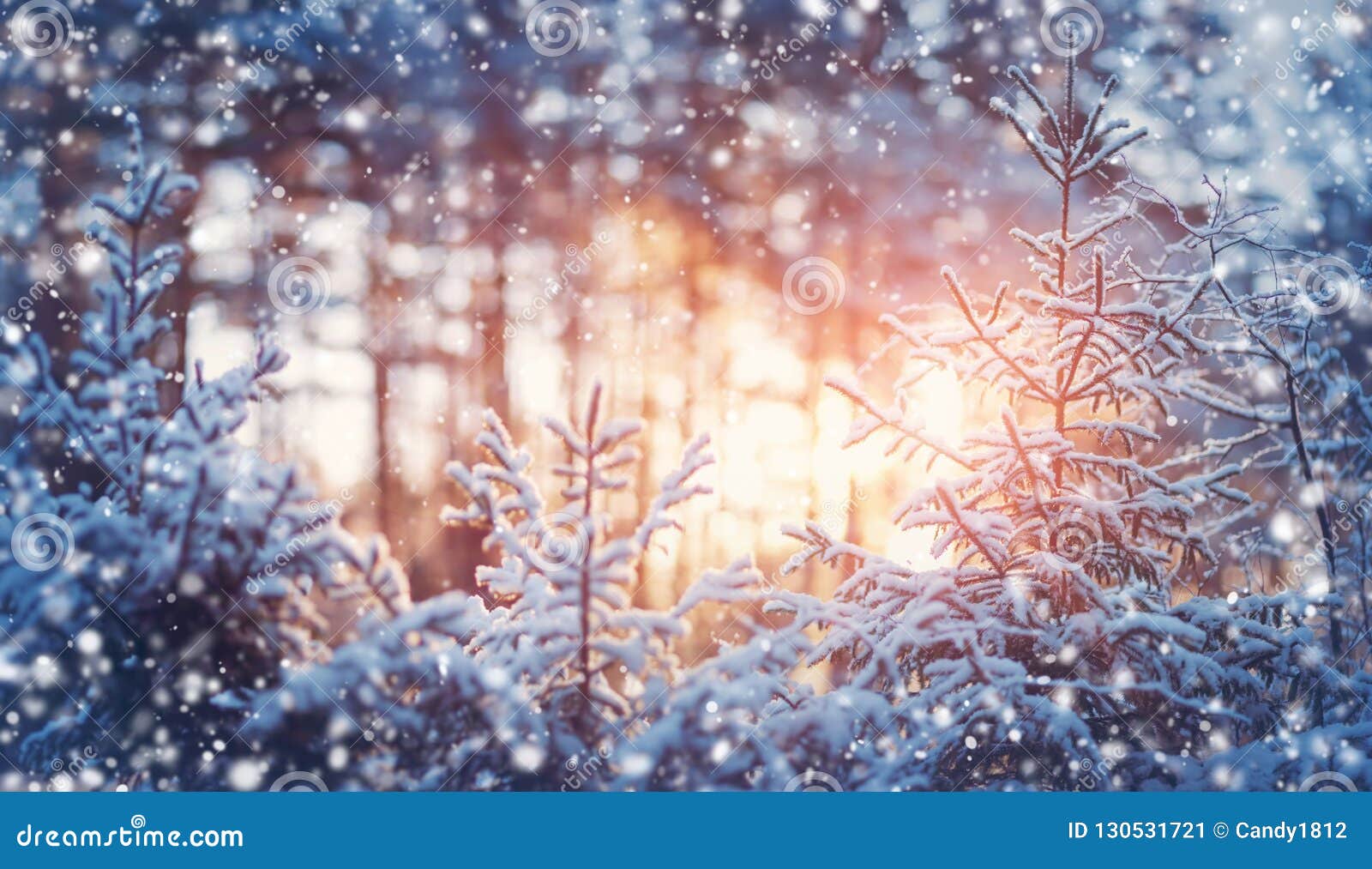 Beautiful Tree in Winter Landscape in Late Evening Stock Image - Image ...