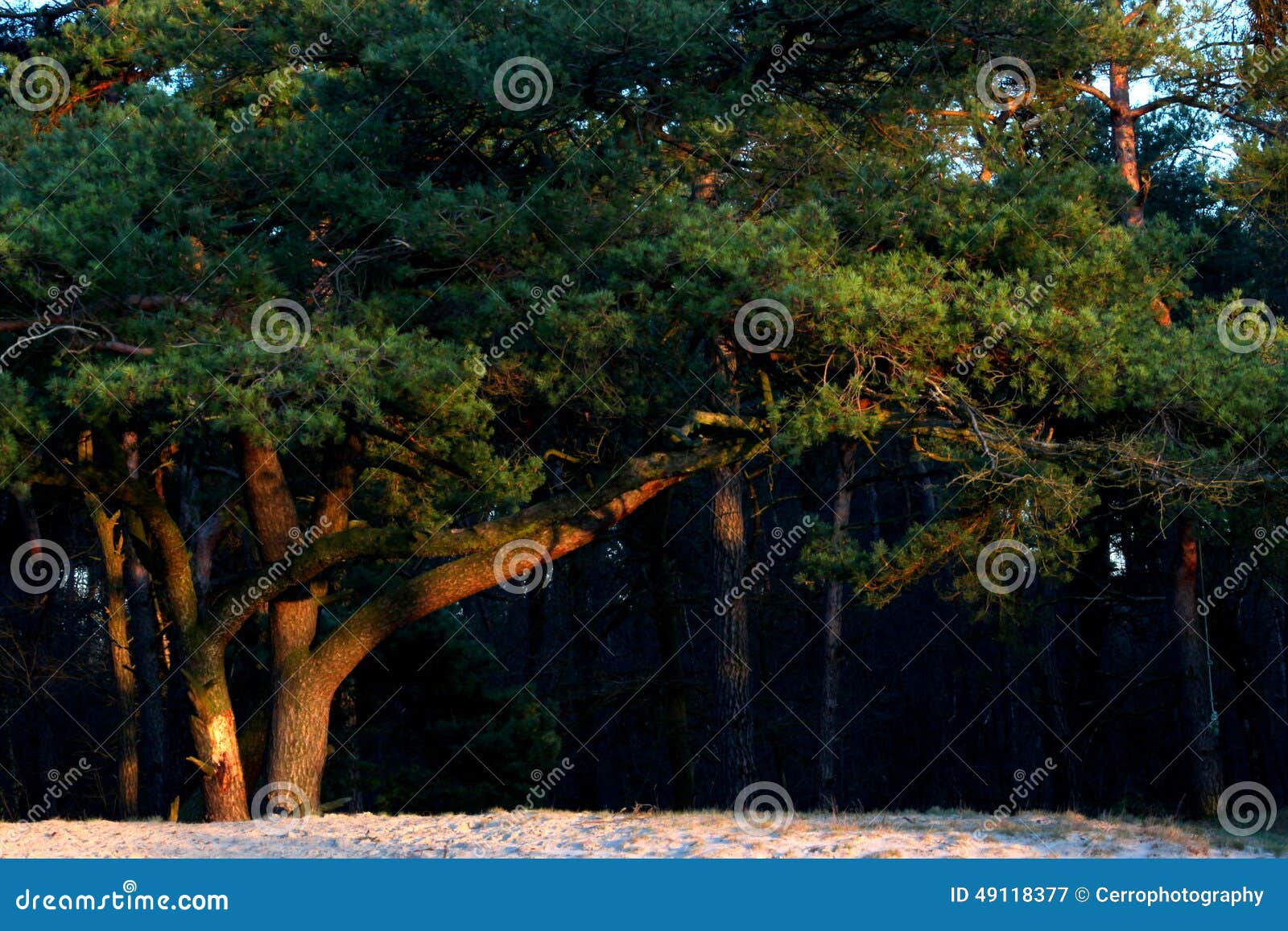 Beautiful Tree in the Woods Stock Image - Image of green, light: 49118377