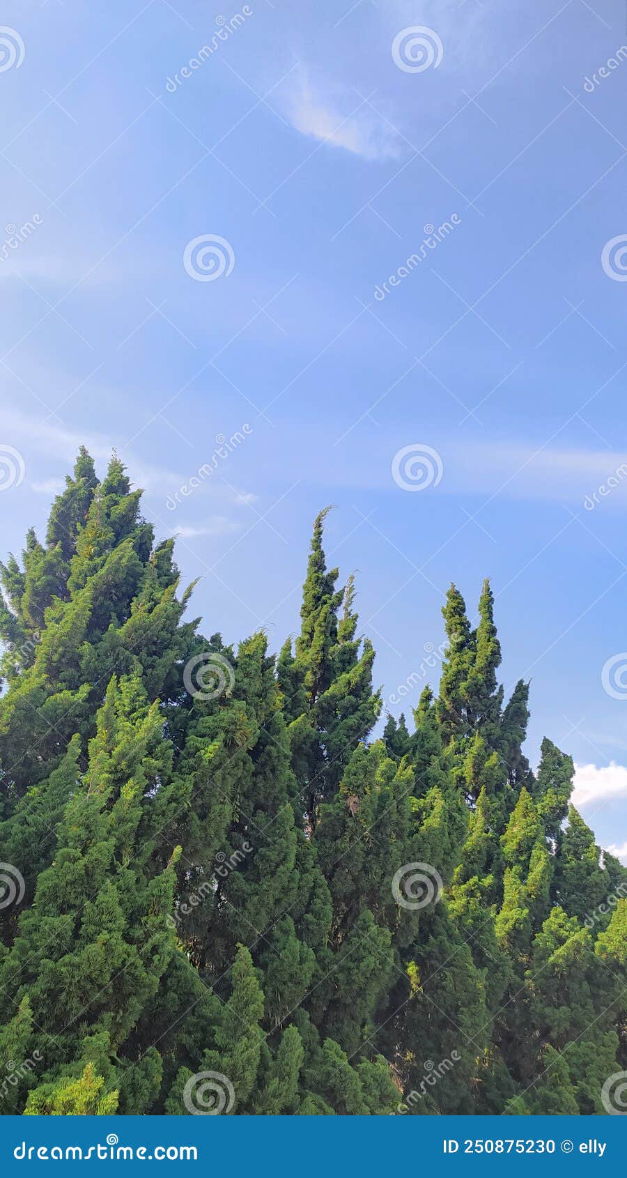 Beautiful Tree when You Wake Up Stock Photo - Image of leaf, green ...
