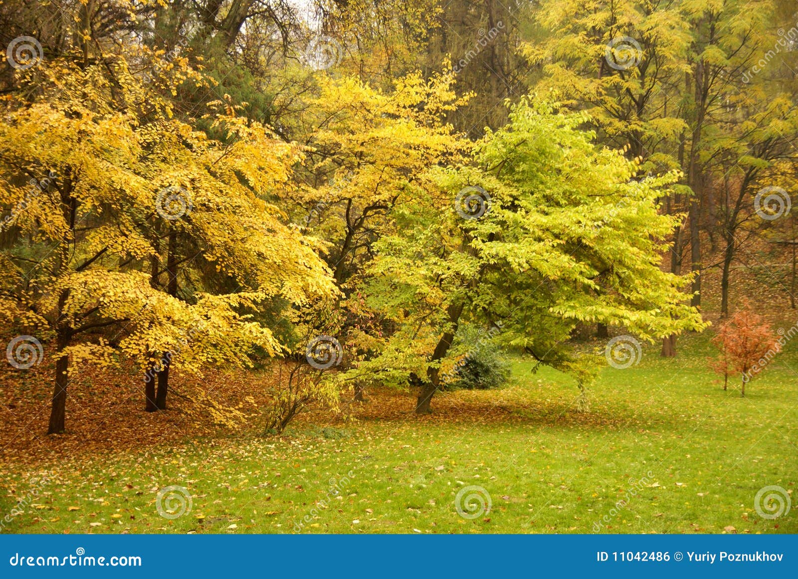 Beautiful trees stock photo. Image of magnificent, outdoor - 11042486