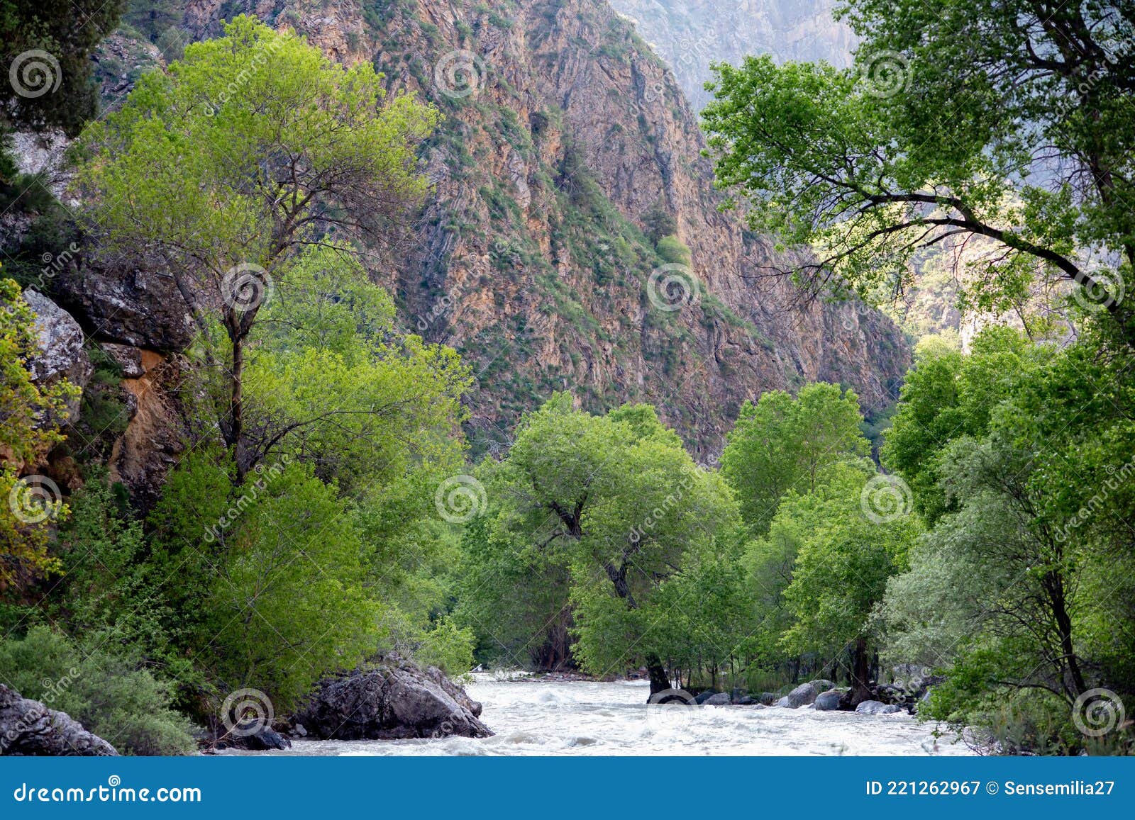 Beautiful Trees Along the River in the Mountains Stock Image - Image of ...