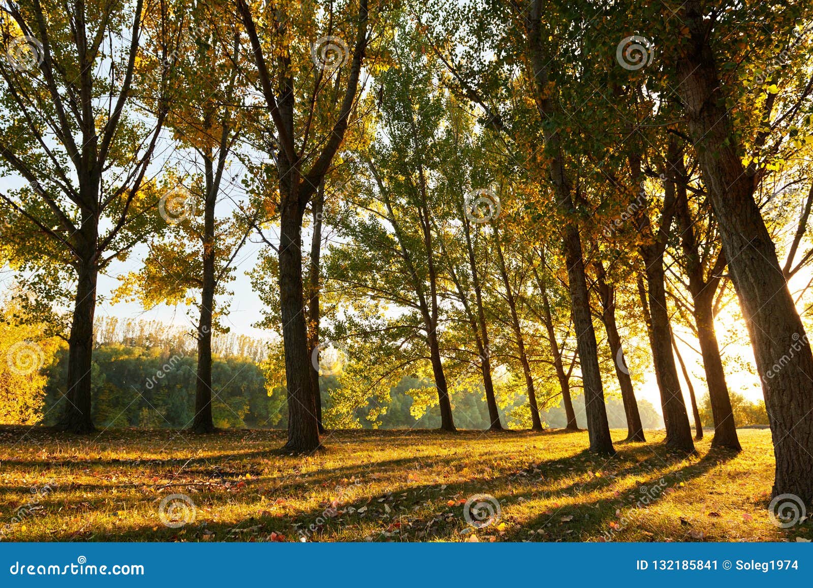 Beautiful Trees in the Autumn Forest, Bright Sunlight at Sunset Stock ...
